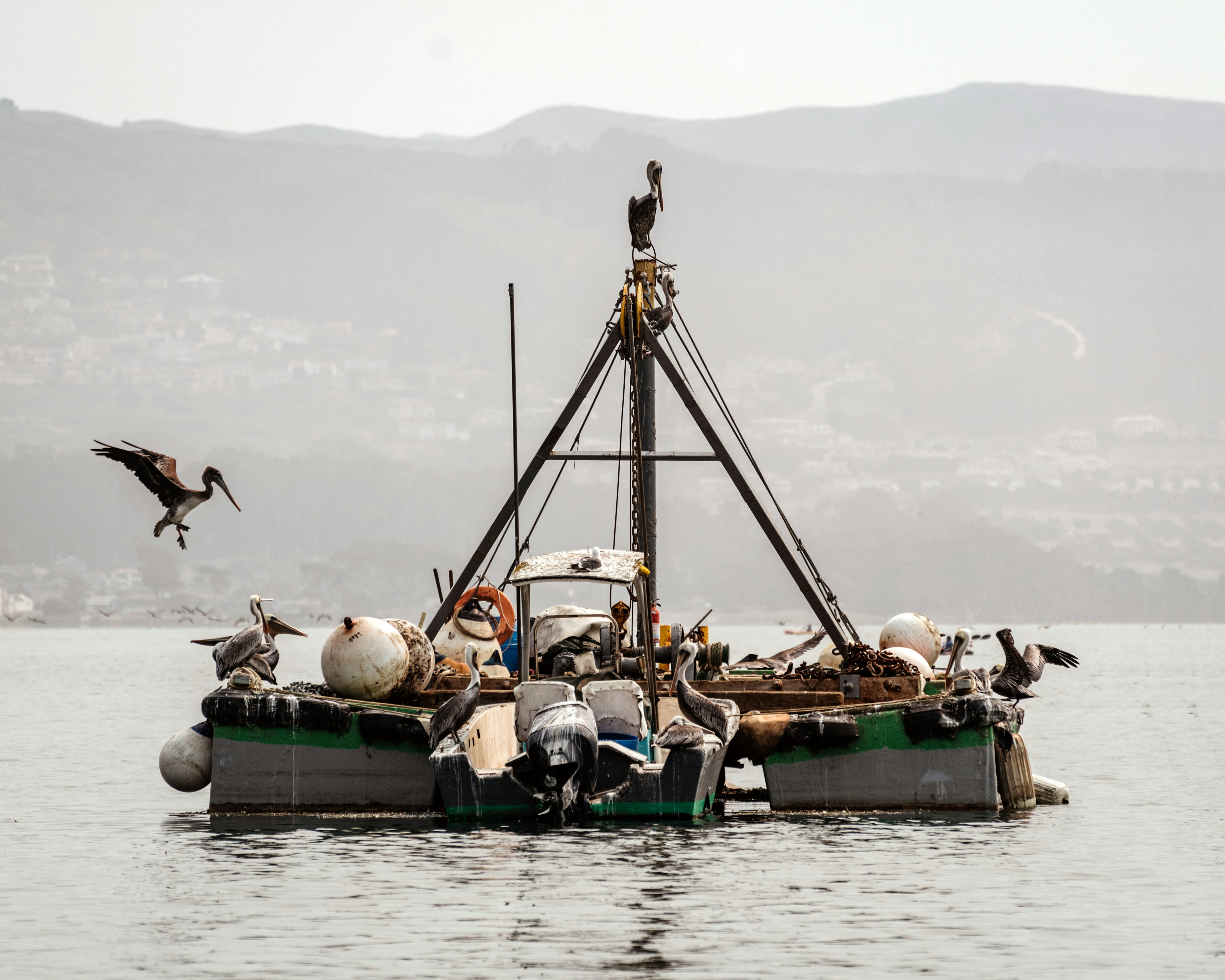Seabird Watcher Over a Weathered Harbor Rig