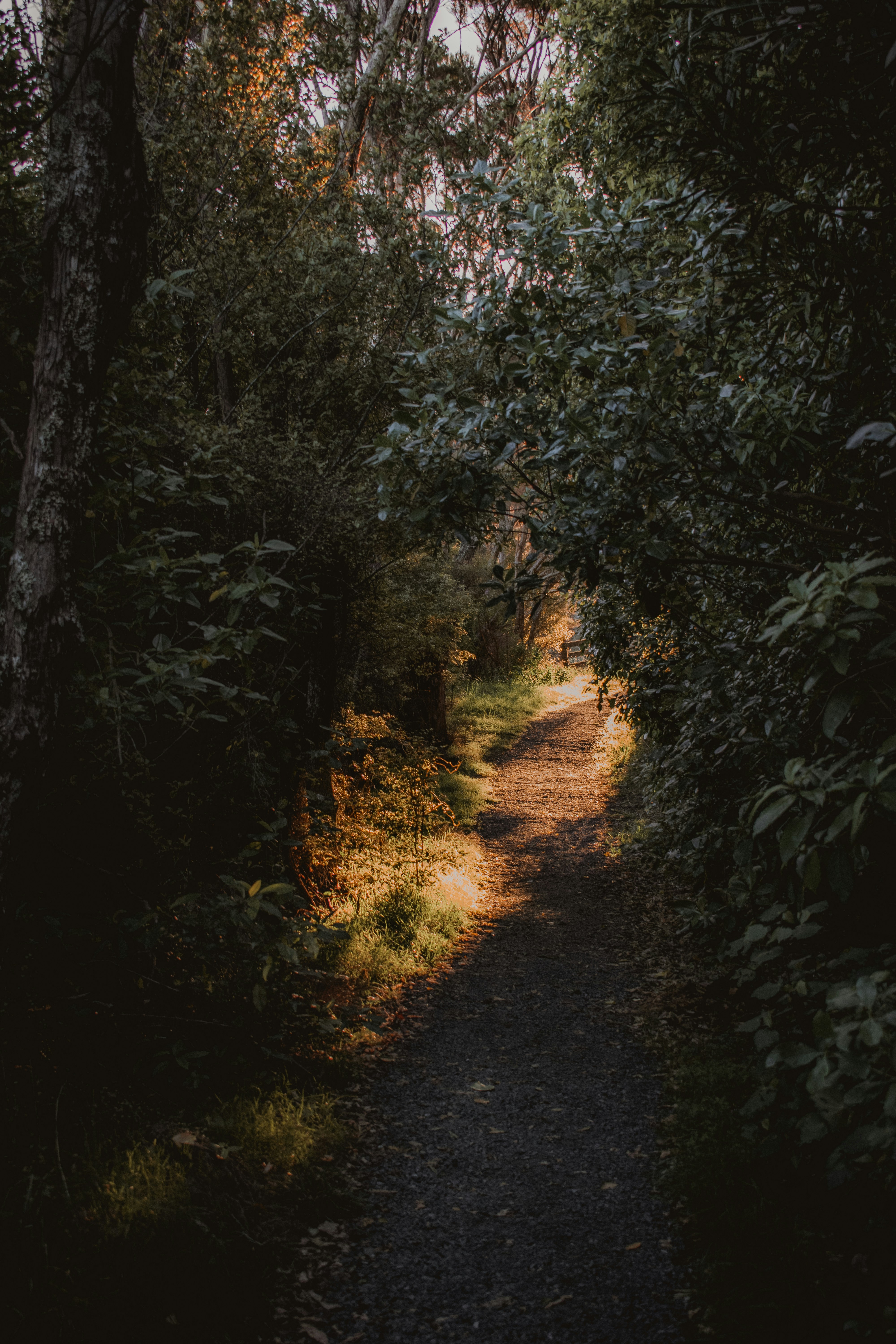 A narrow gravel path illuminated by soft light, flanked by dense foliage on either side, inviting exploration. The scene evokes a sense of tranquility and mystery.