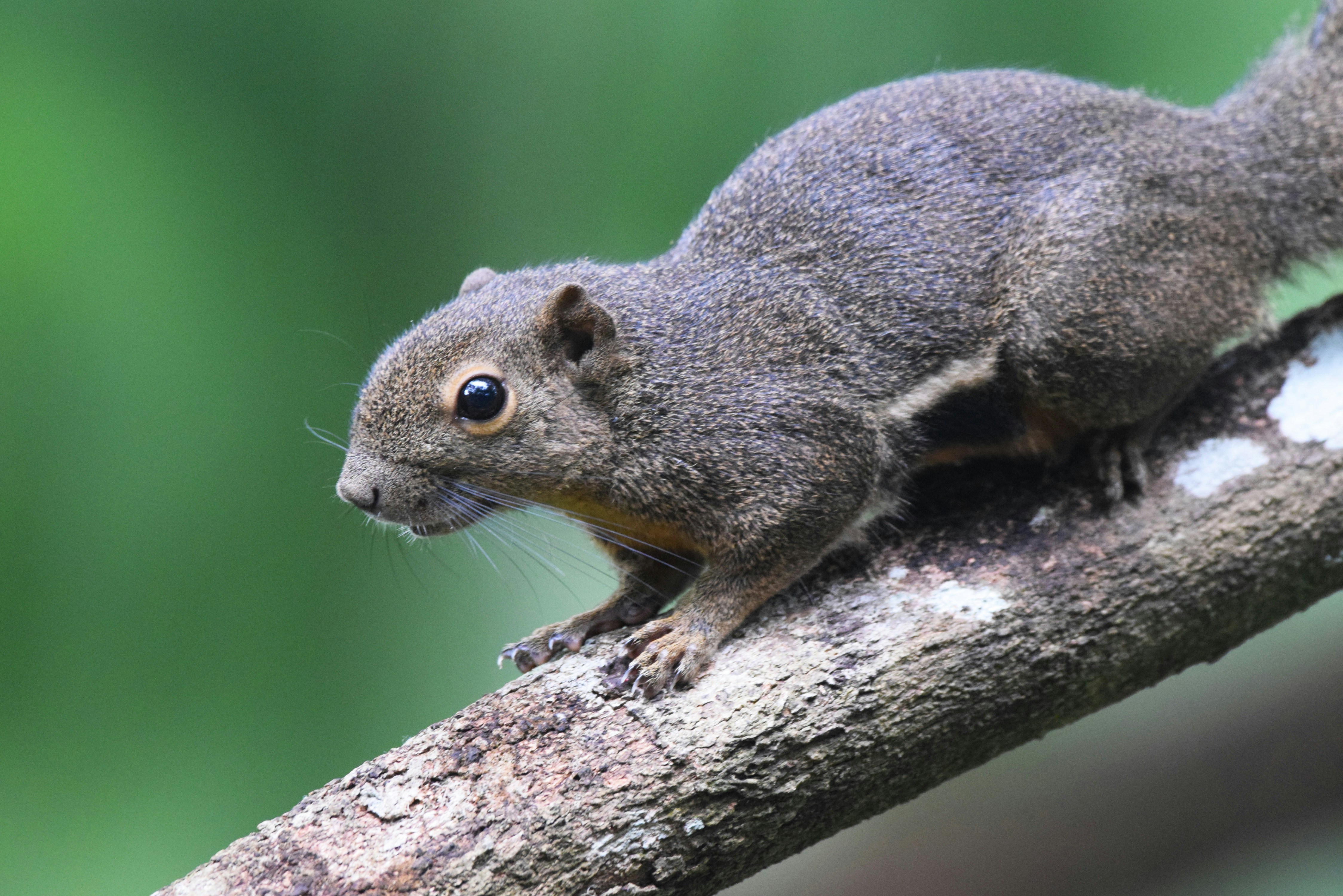 Watchful Gaze on a Mossy Branch