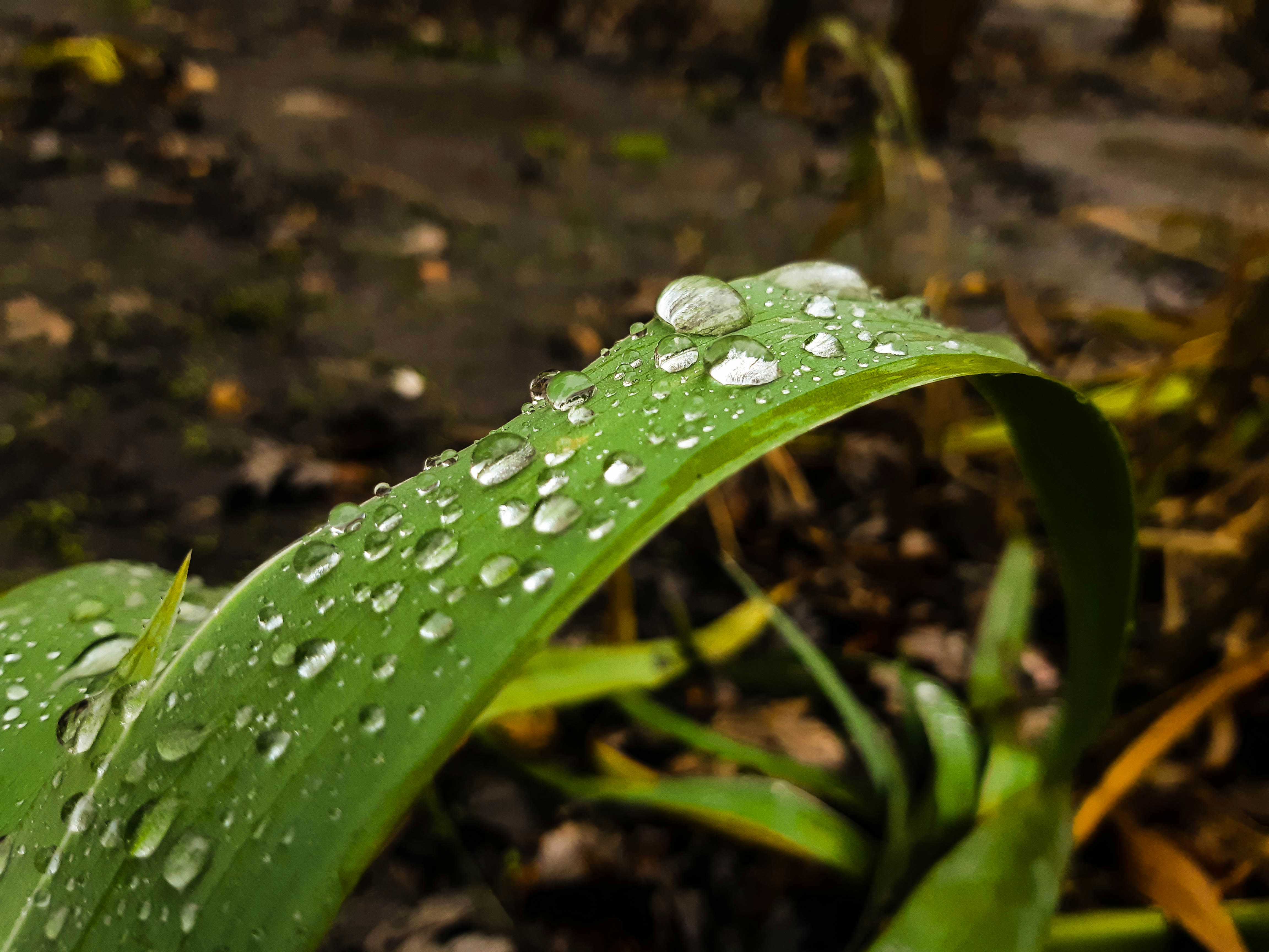 water droplets on green leaf