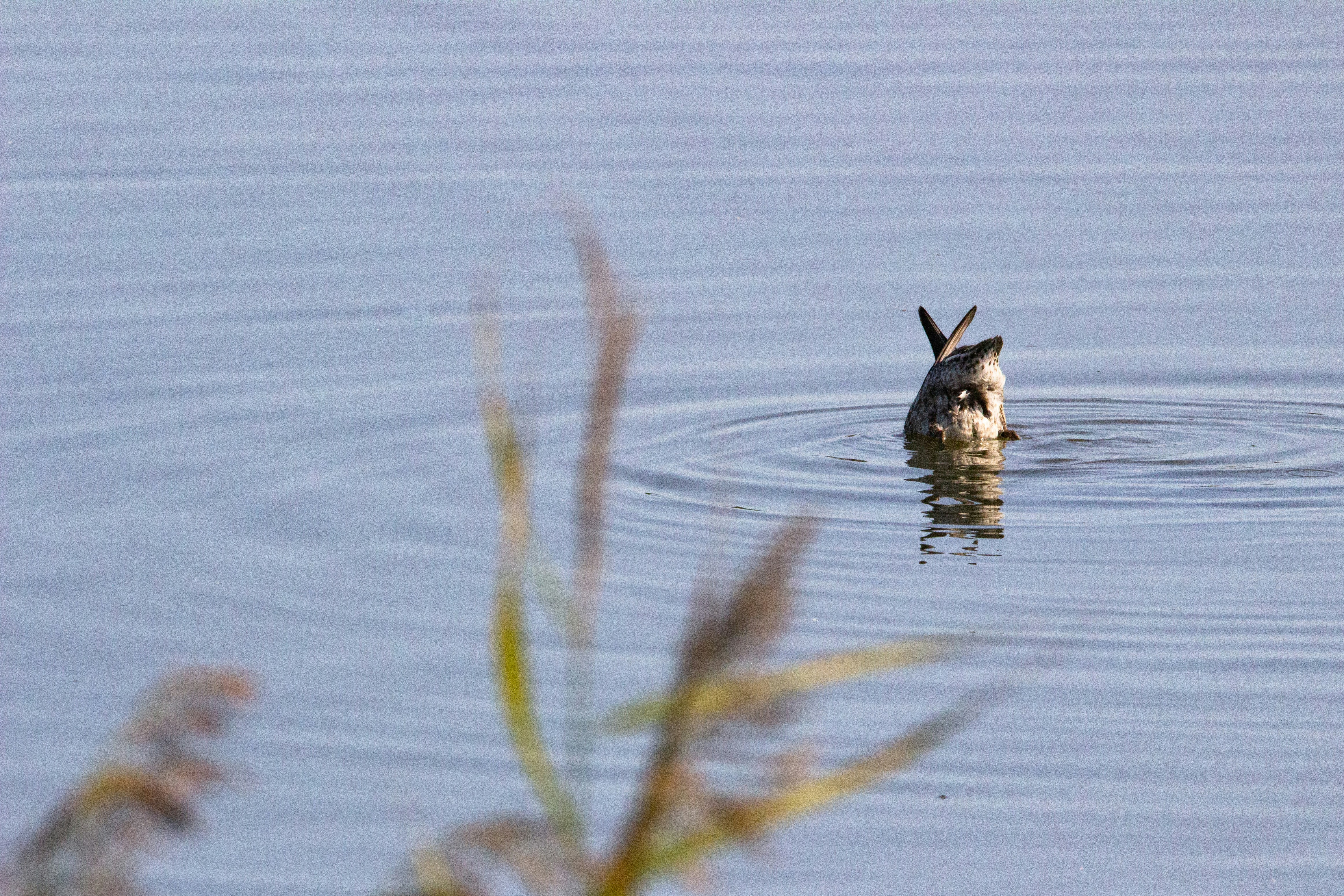 Peeking Above the Calm: A Small Waterfowl Emerges on a Glassy Lake