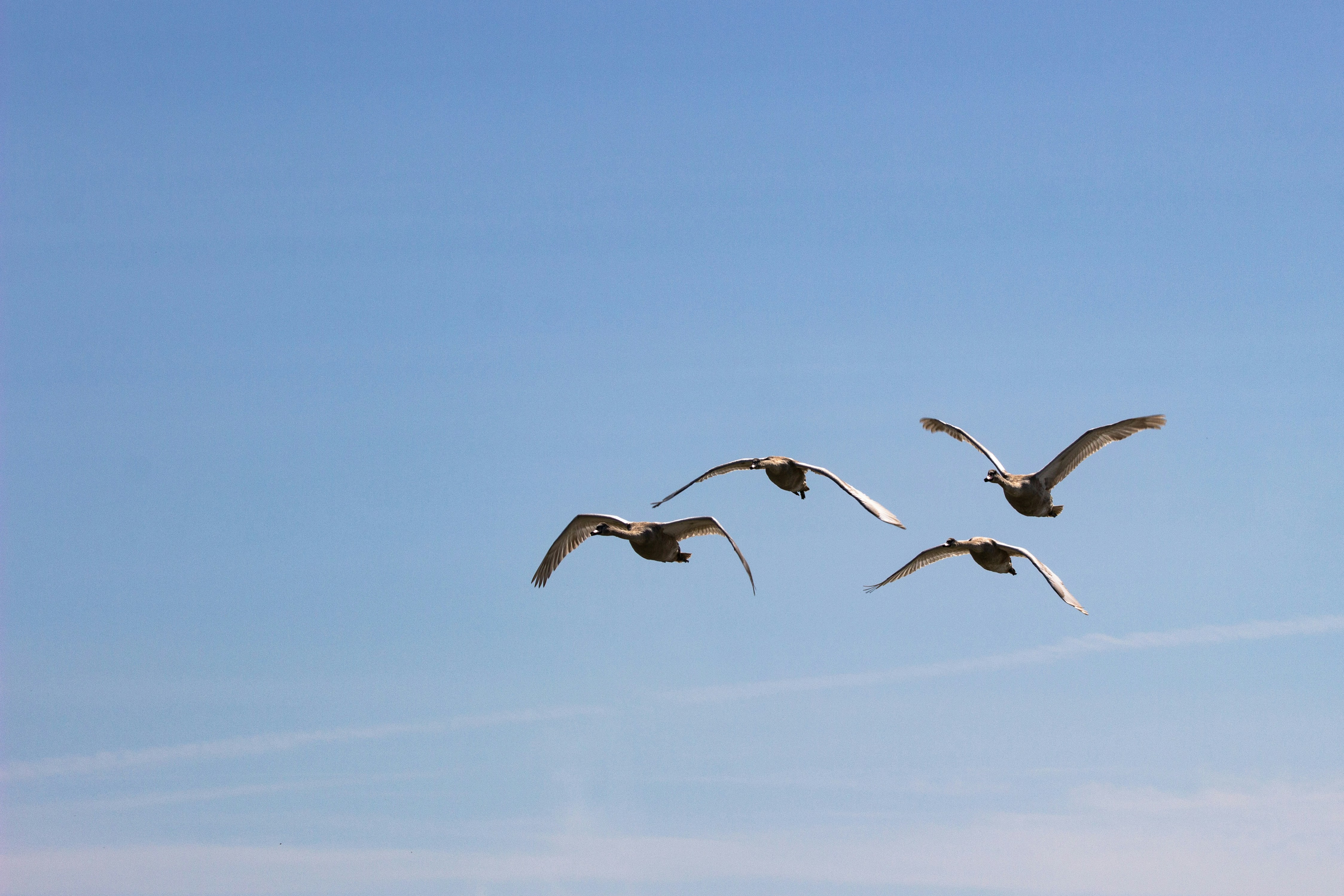 Four birds soar in formation against a clear blue sky.