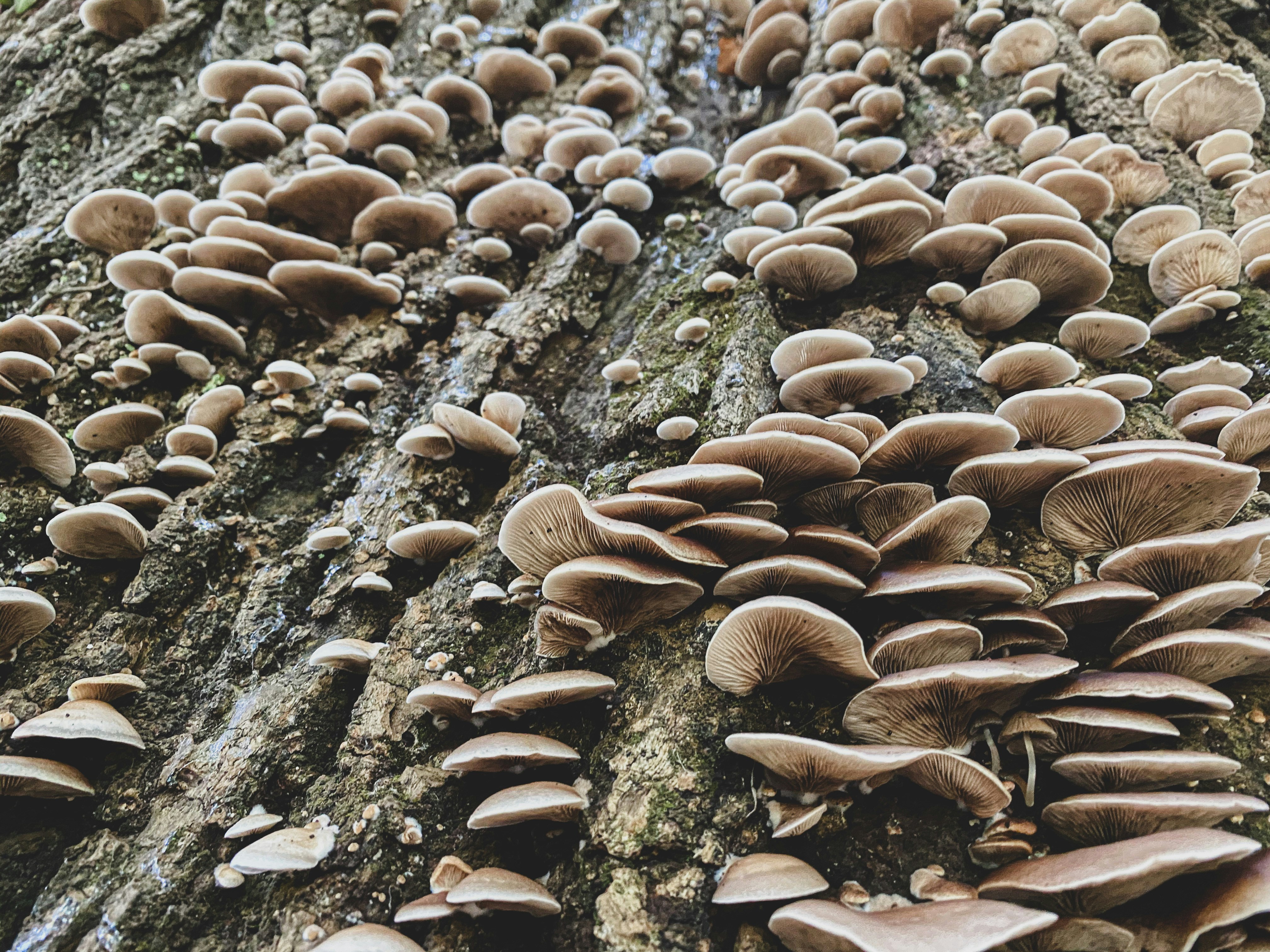 brown and white mushrooms on gray rocky ground