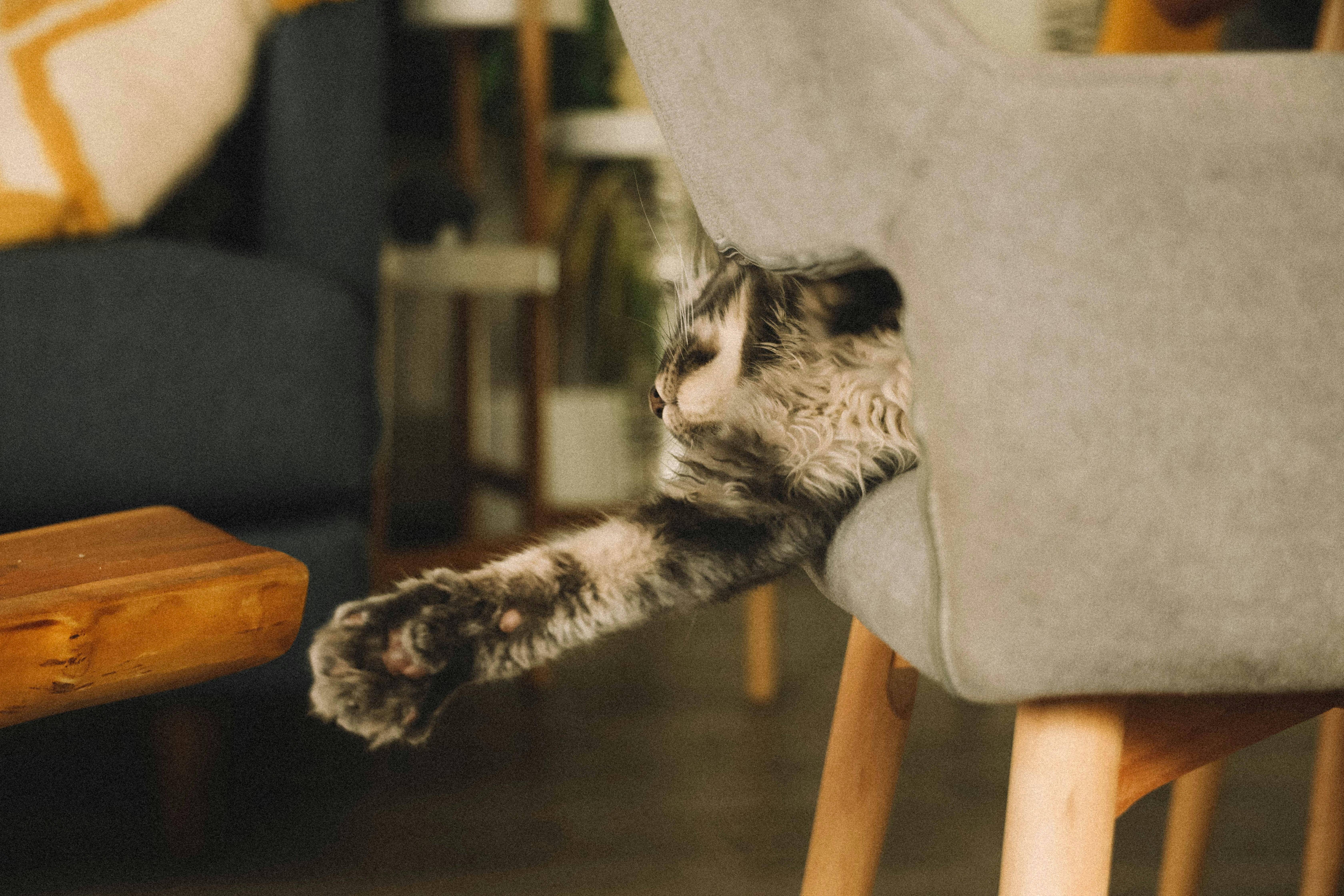 Curled Claw of Quiet Interest