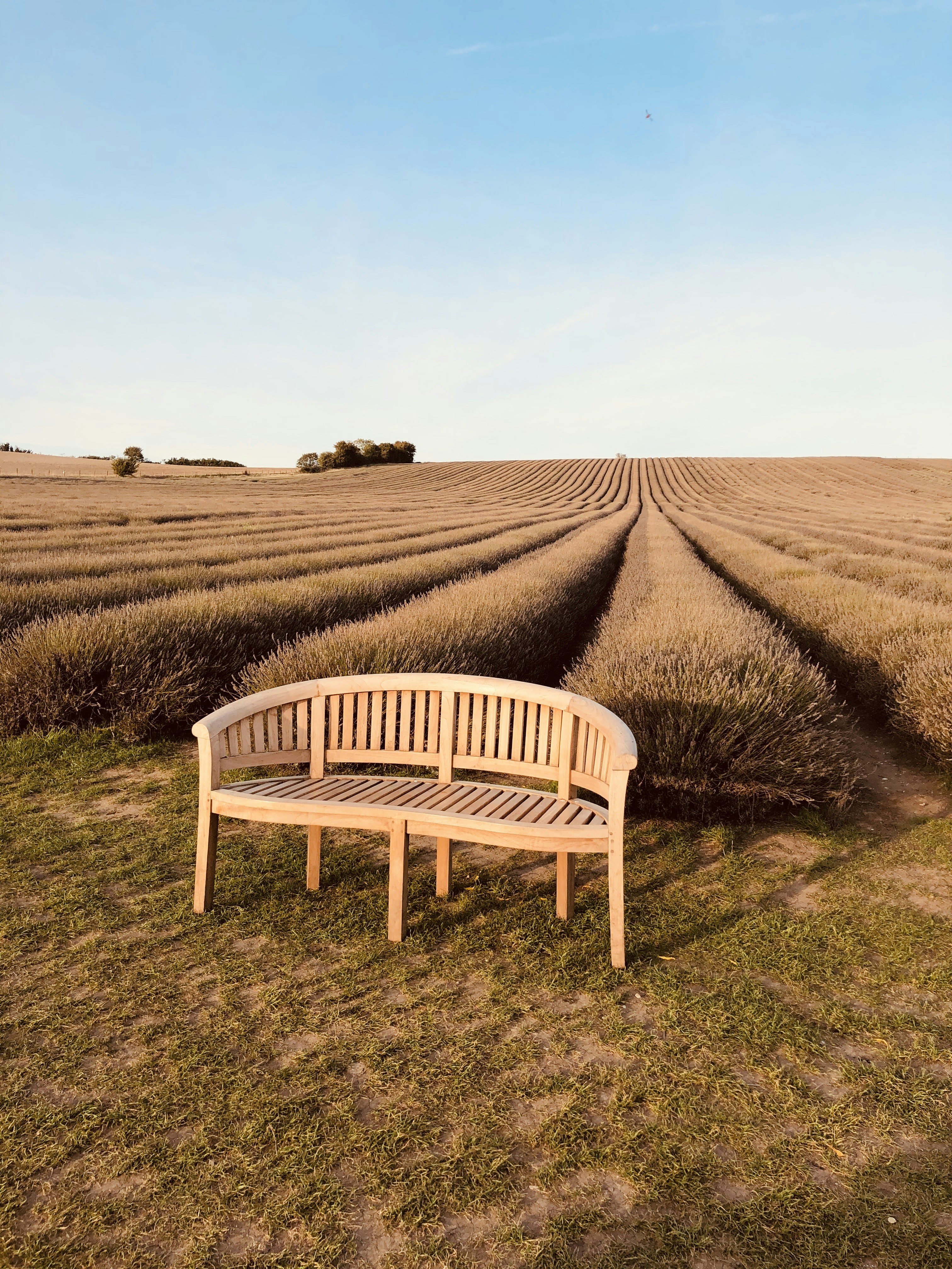 Wooden bench positioned in a vast lavender field, with rows stretching towards the horizon under a clear sky.