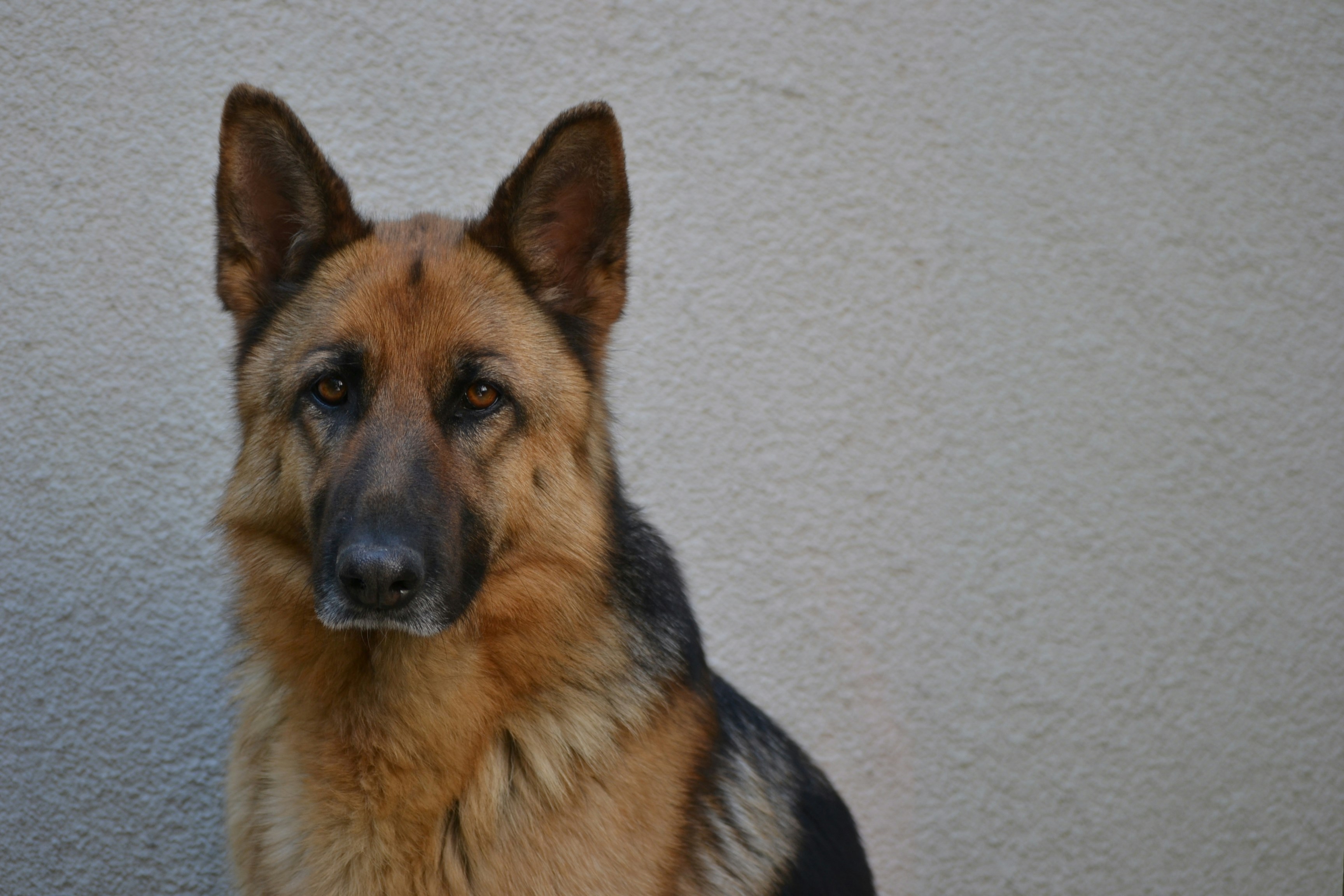 German Shepherd Cropped Ears
