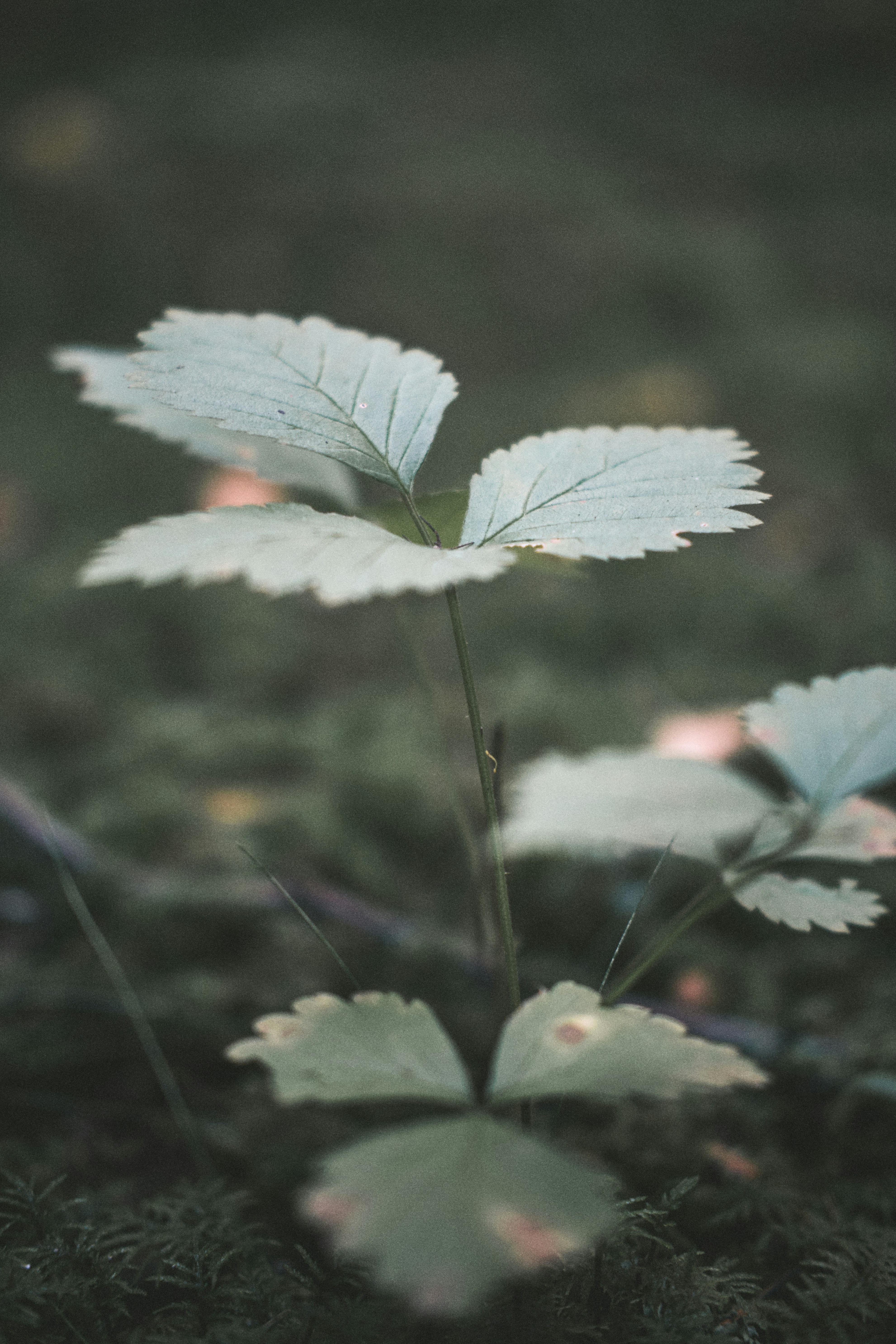 Blue-Green Strawberry Leaves on a Mossy Stage