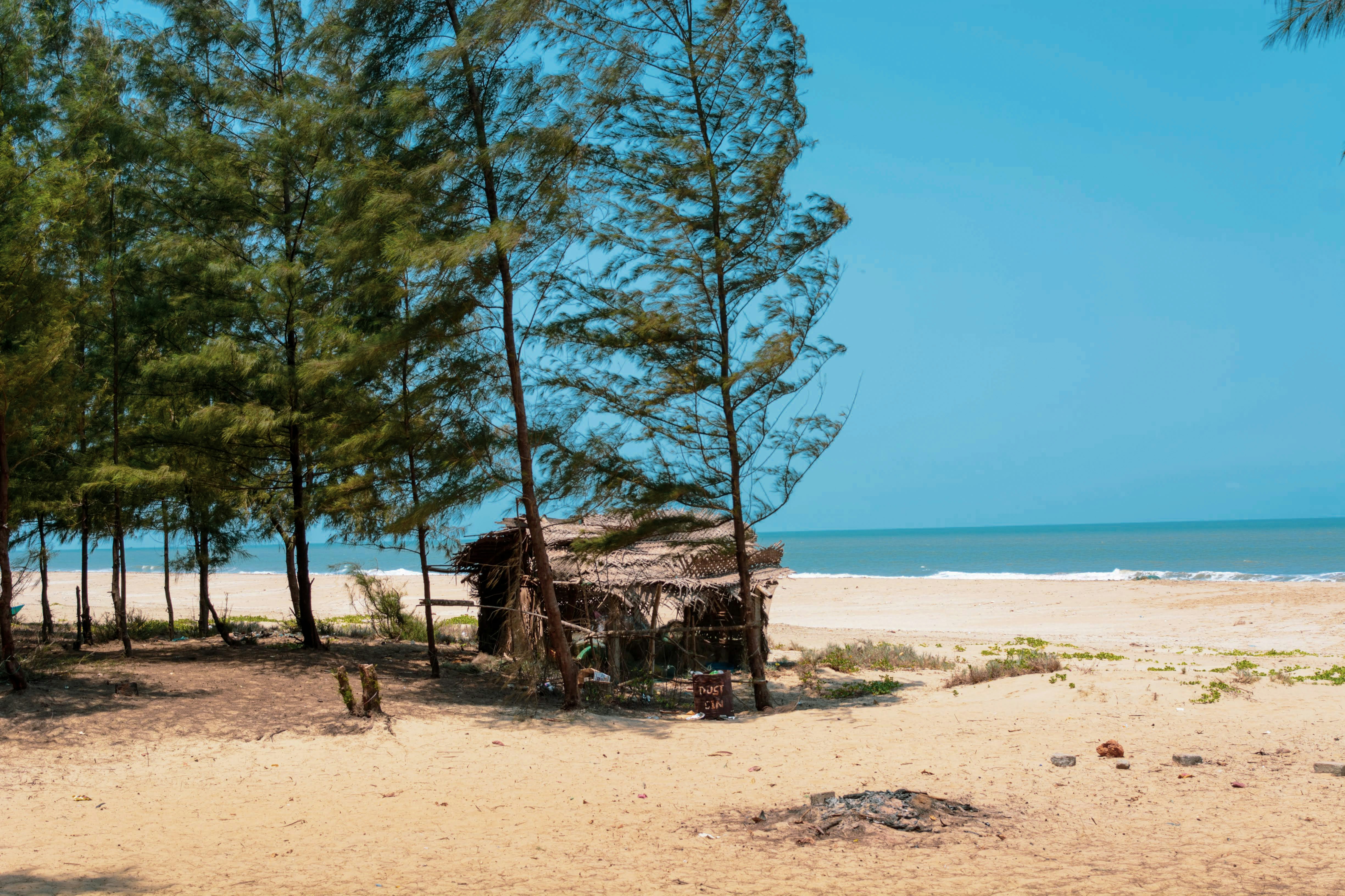 Thatched Hut at the Pine-Fringed Beach Edge