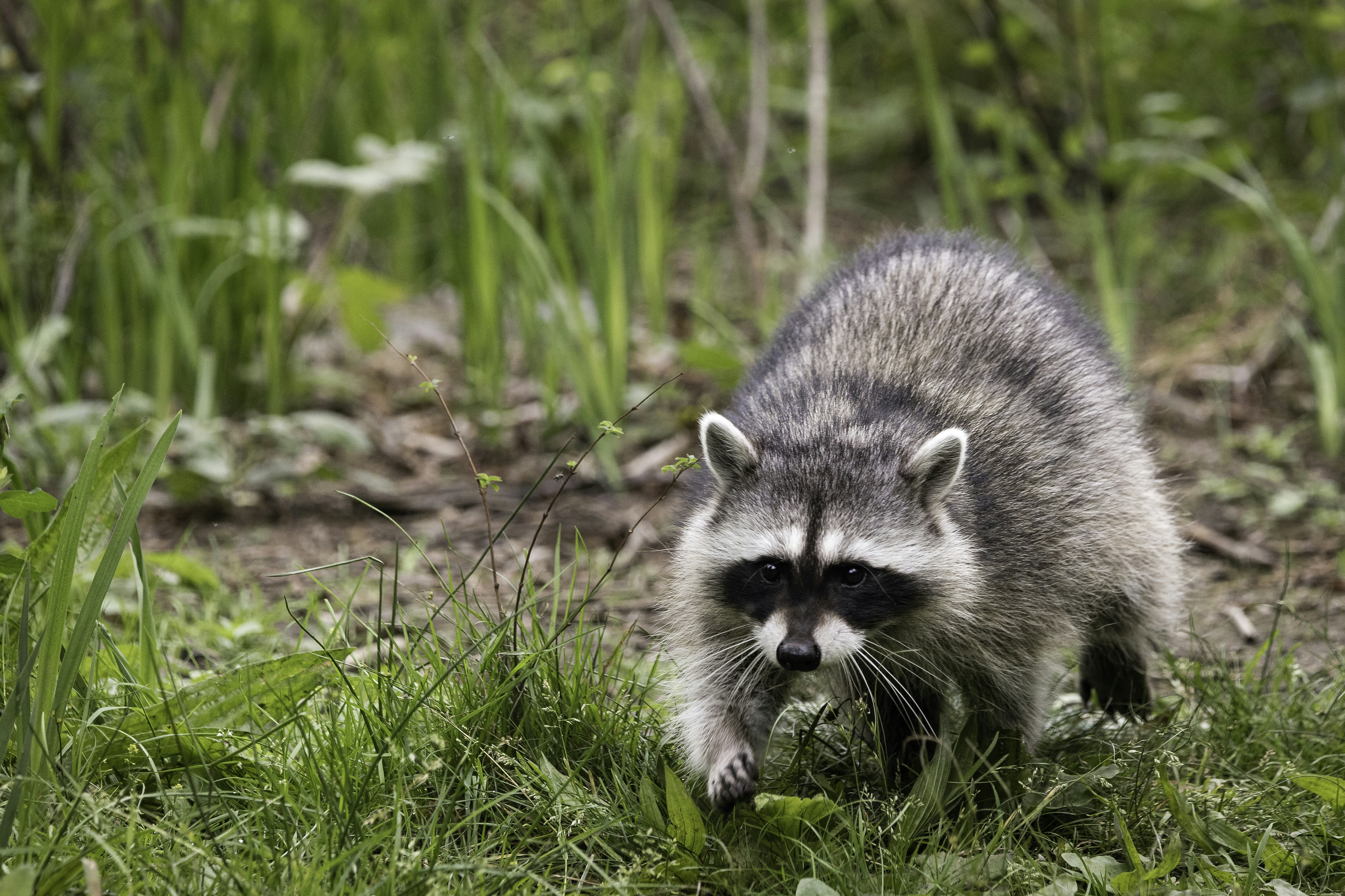 Raccoon exploring a lush green landscape, showcasing its distinctive facial markings and inquisitive nature.