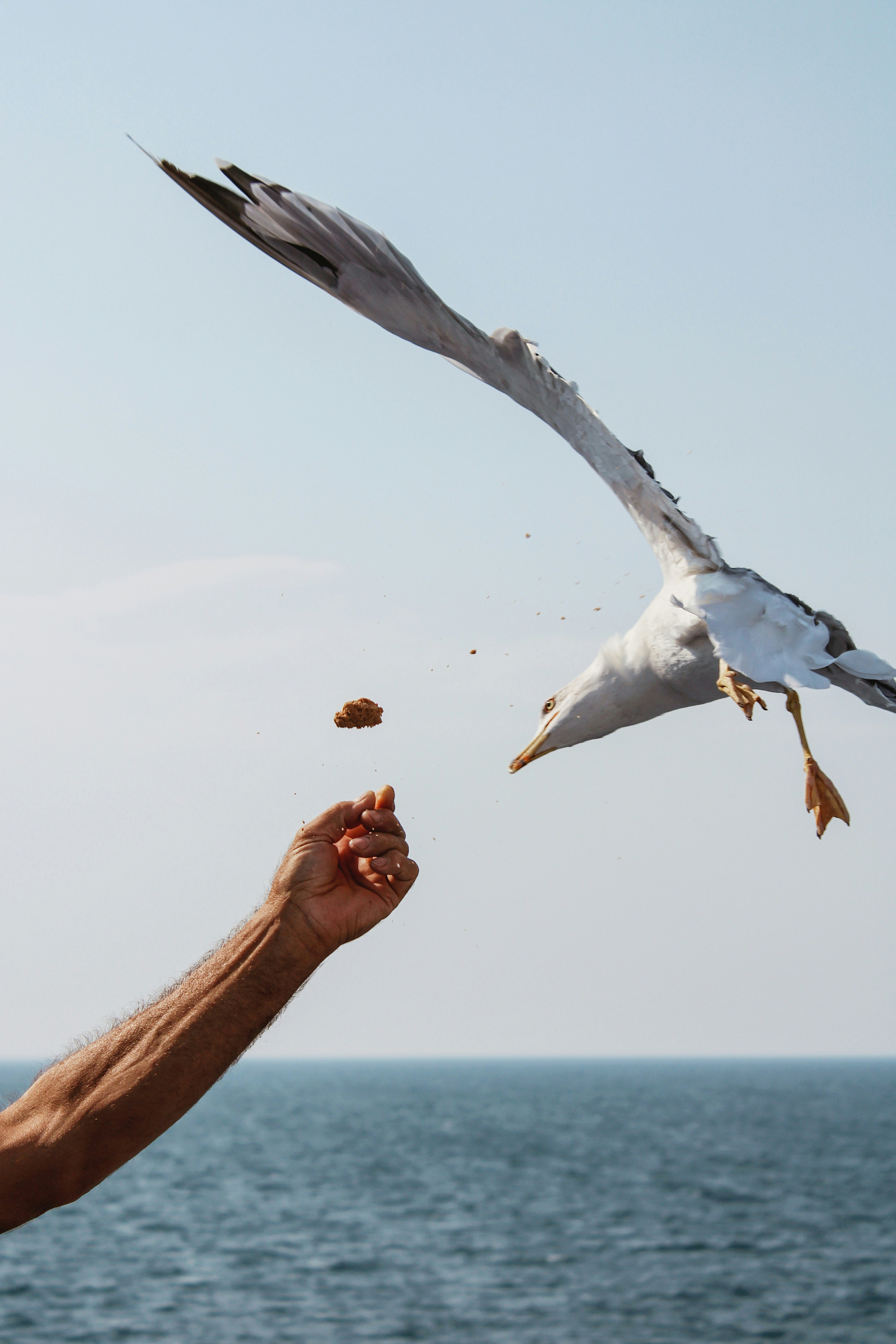 Crumb Negotiation Over the Sea: Seagull Snatches Snack in Midair