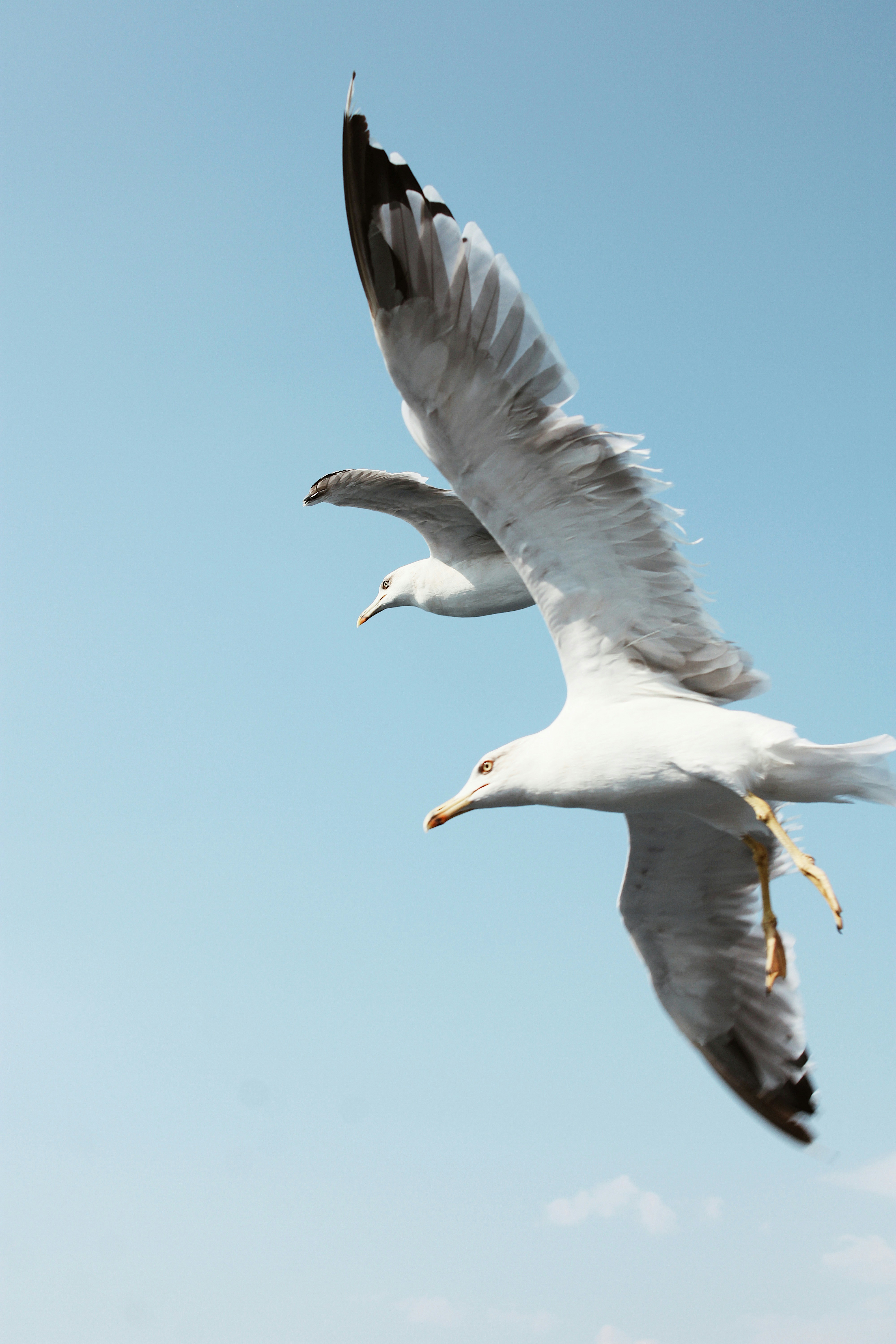 White and grey bird flying during daytime photo – Free Mar tirreno ...