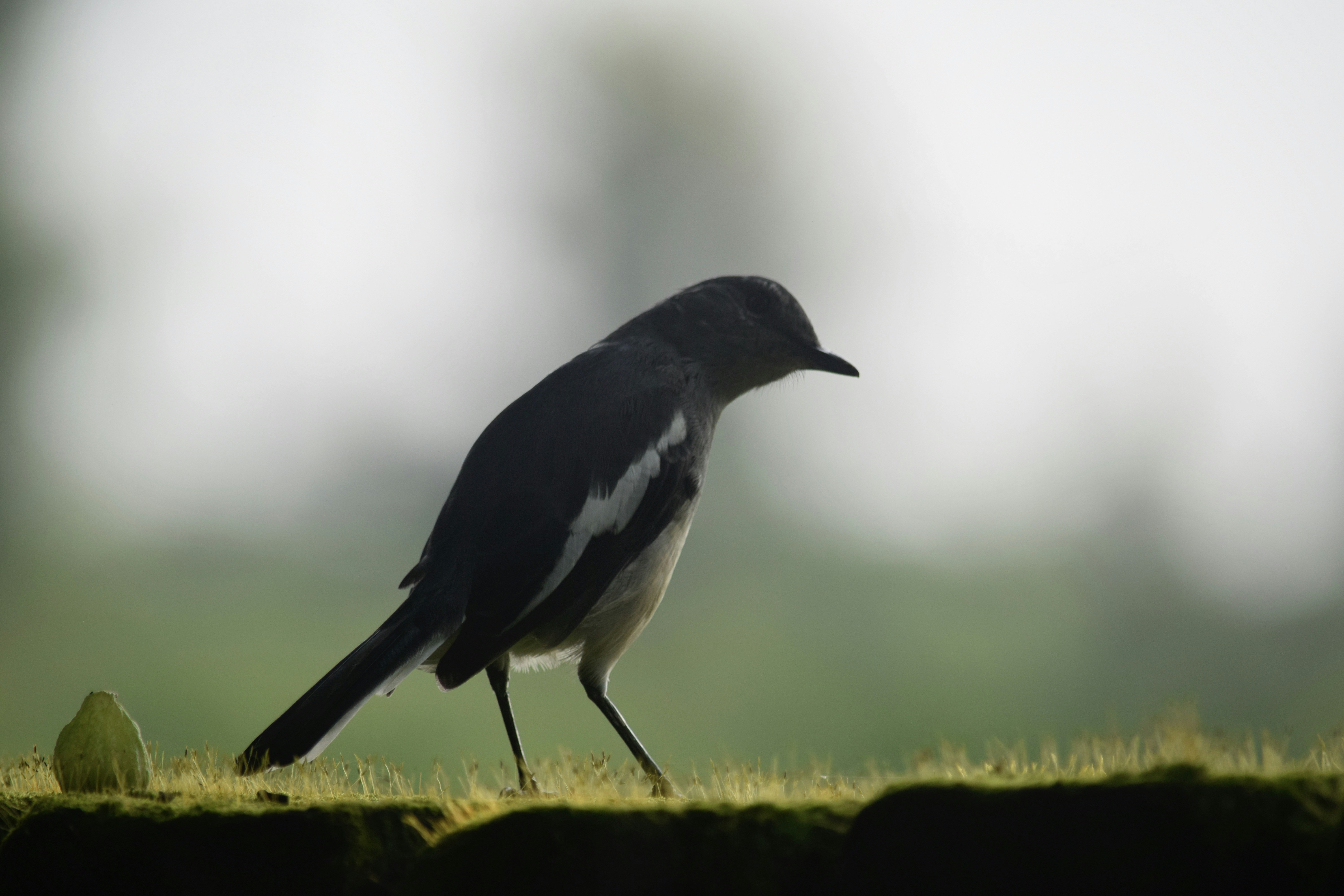 Silhouette of a Pied Magpie at the Edge of Light