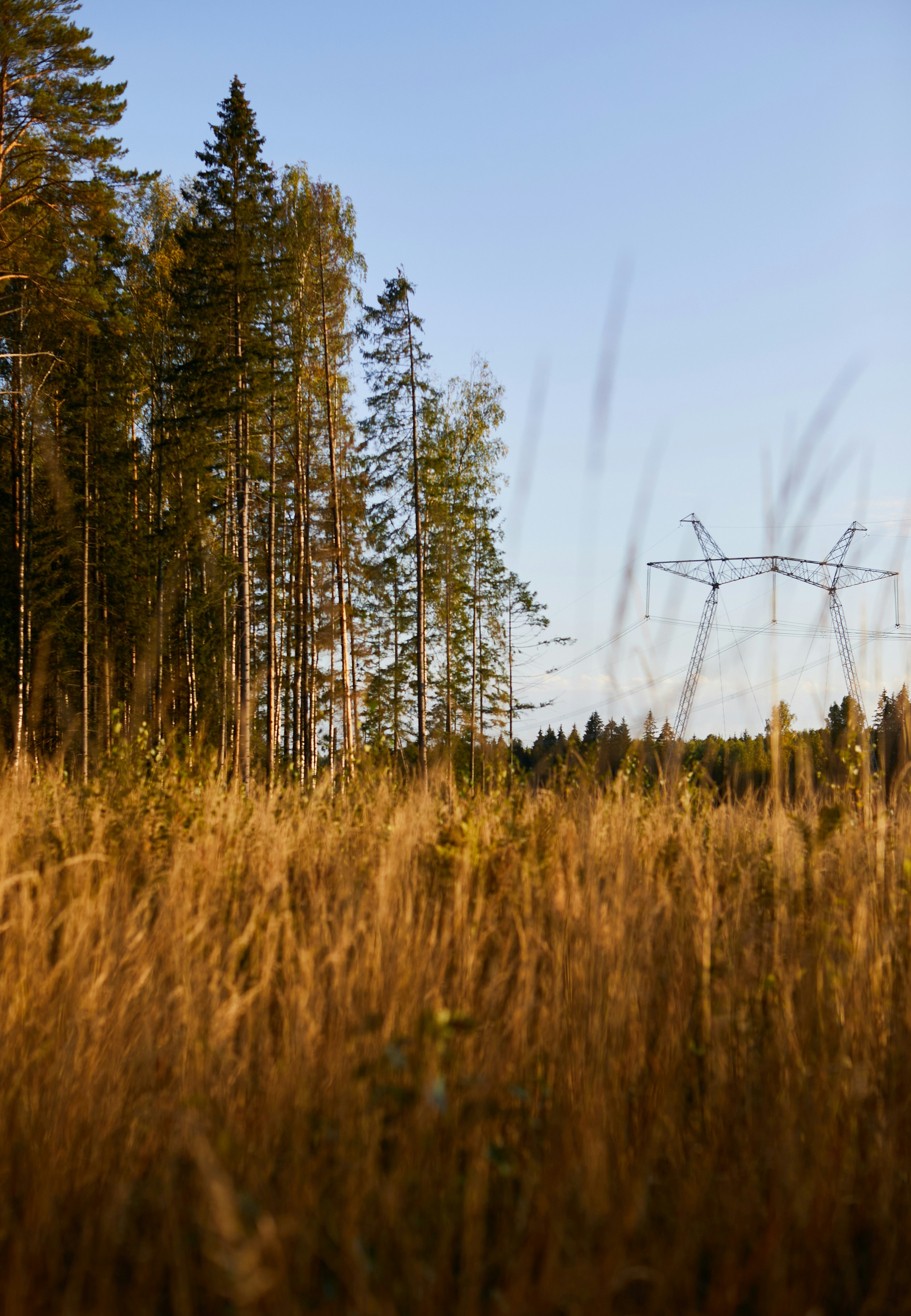 Golden Field Under Power Lines at Dusk