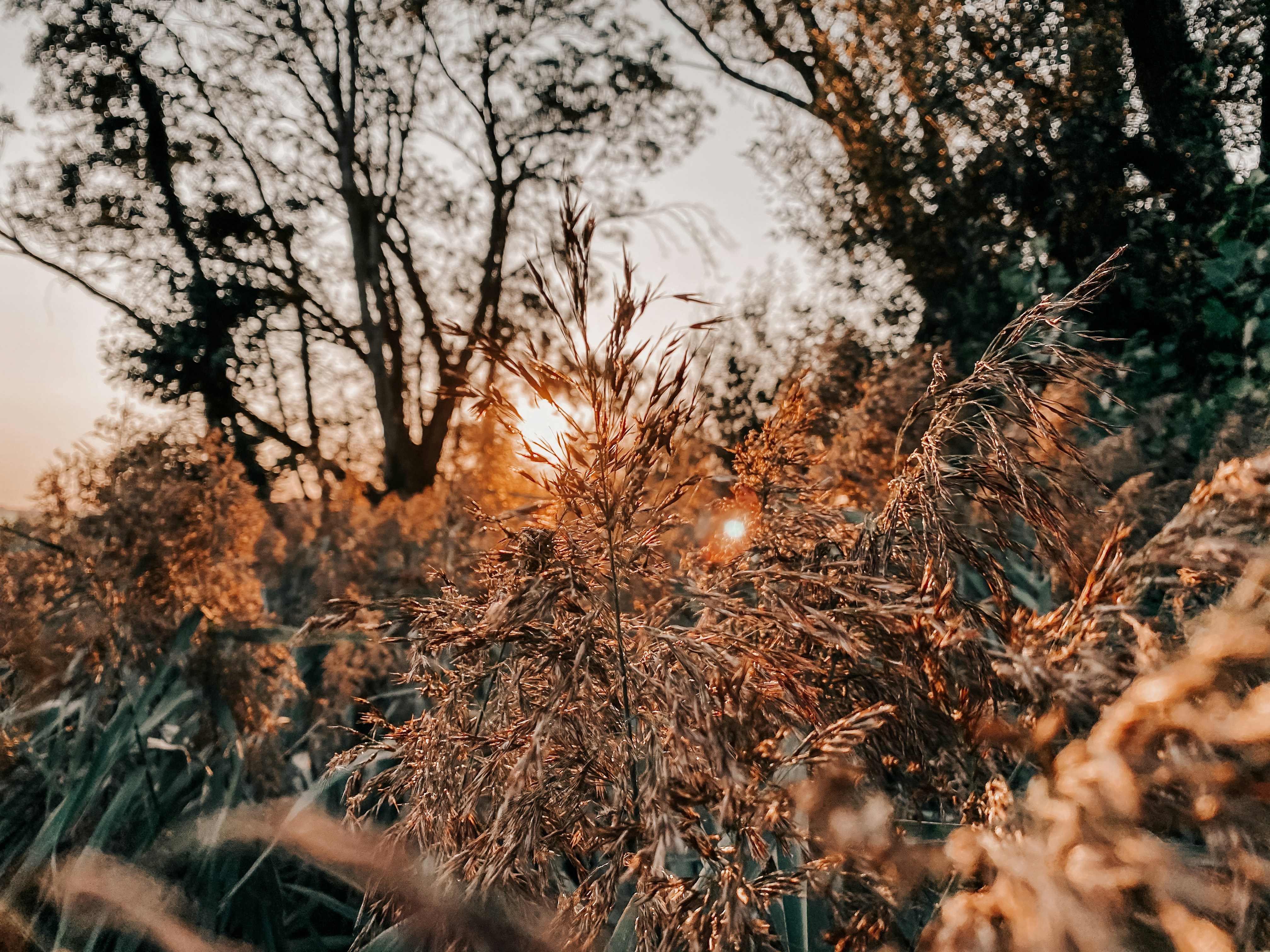 Sunlight filters through golden grasses, creating a warm glow against a backdrop of silhouetted trees at twilight.