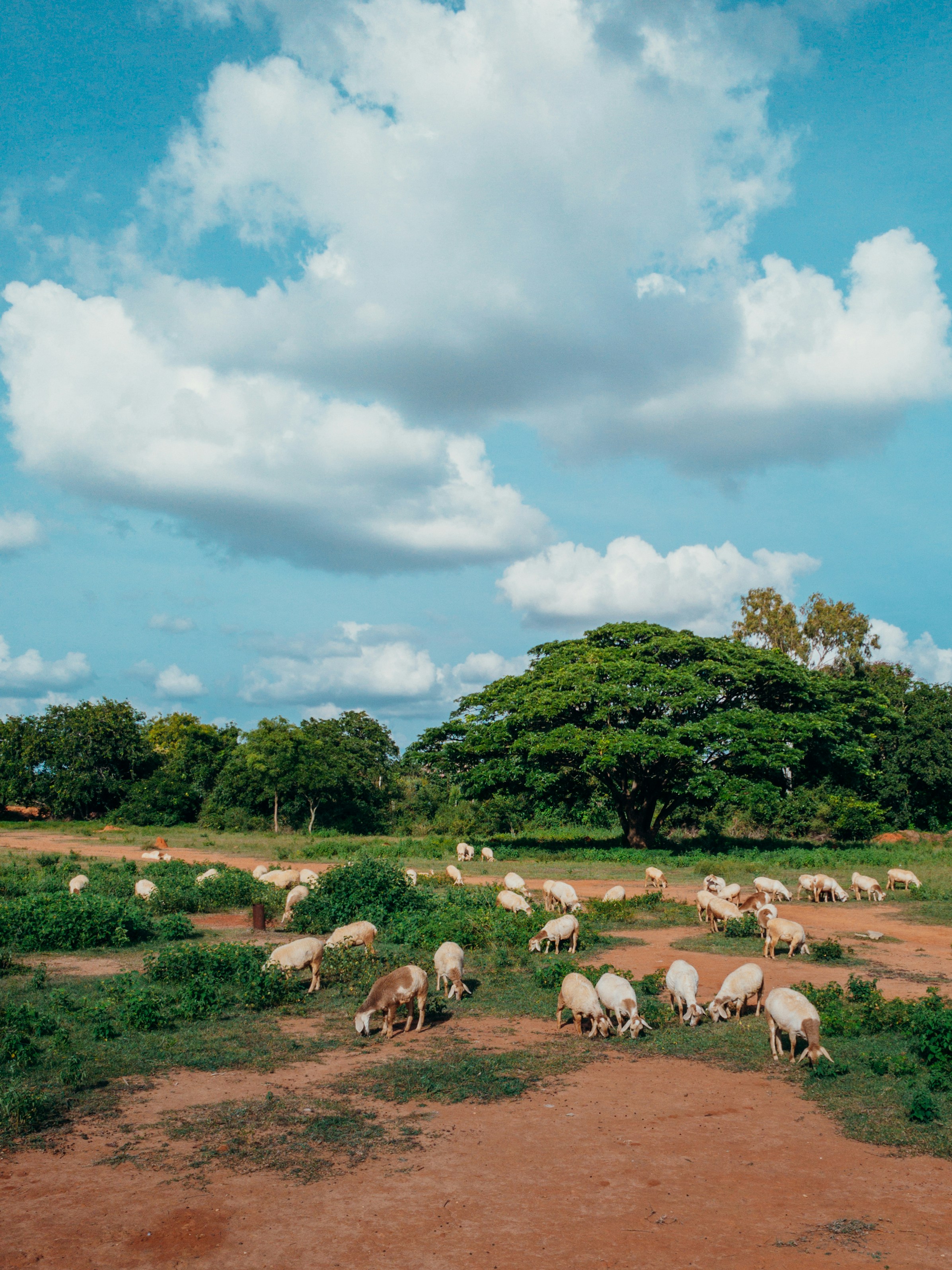 Grazing sheep populate a verdant field, framed by a sprawling tree and a bright blue sky dotted with fluffy clouds.