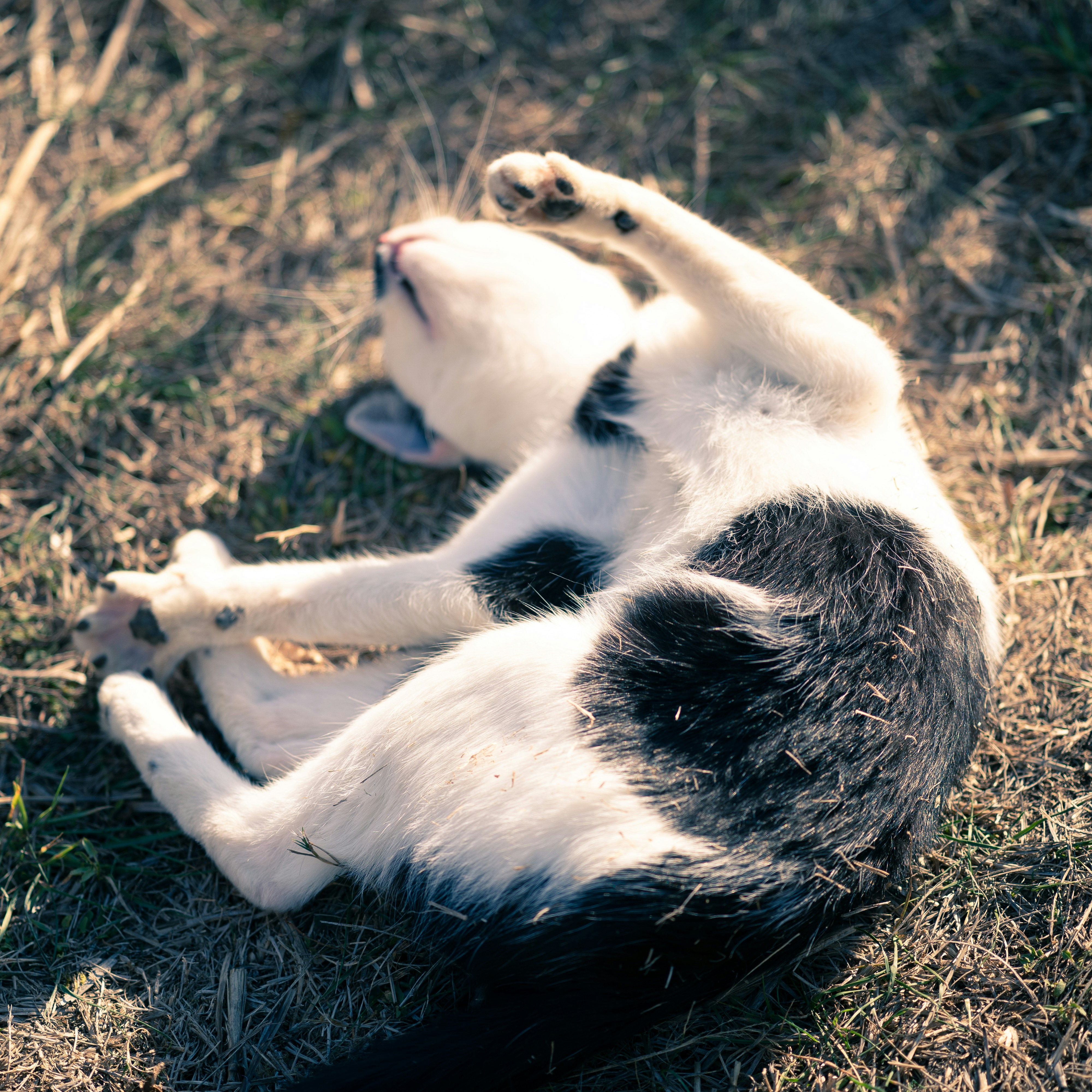 A playful cat rolls in the grass, basking in the warm sunlight with its paws in the air. The scene captures the essence of a carefree moment in nature.