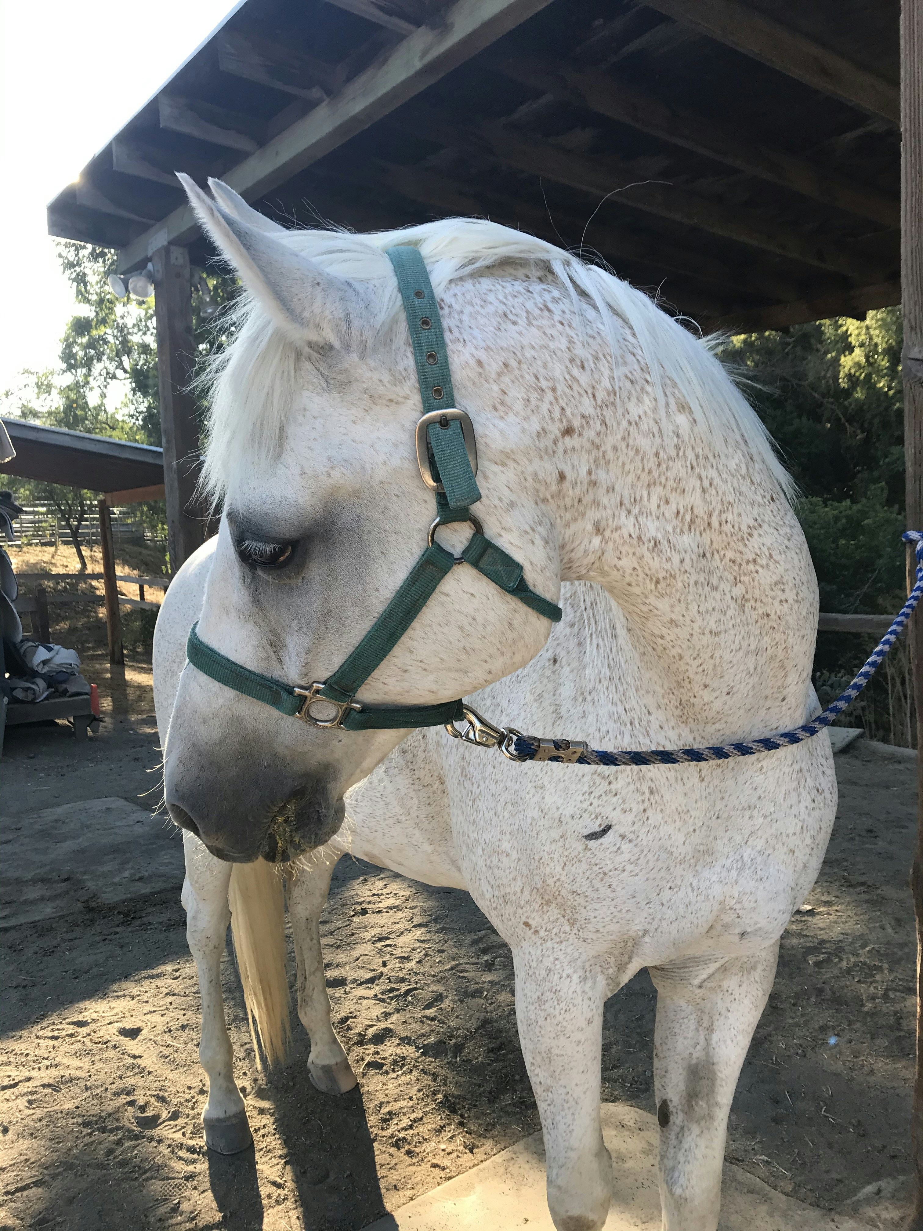 Green-strapged Equine Portrait in Stable Shade