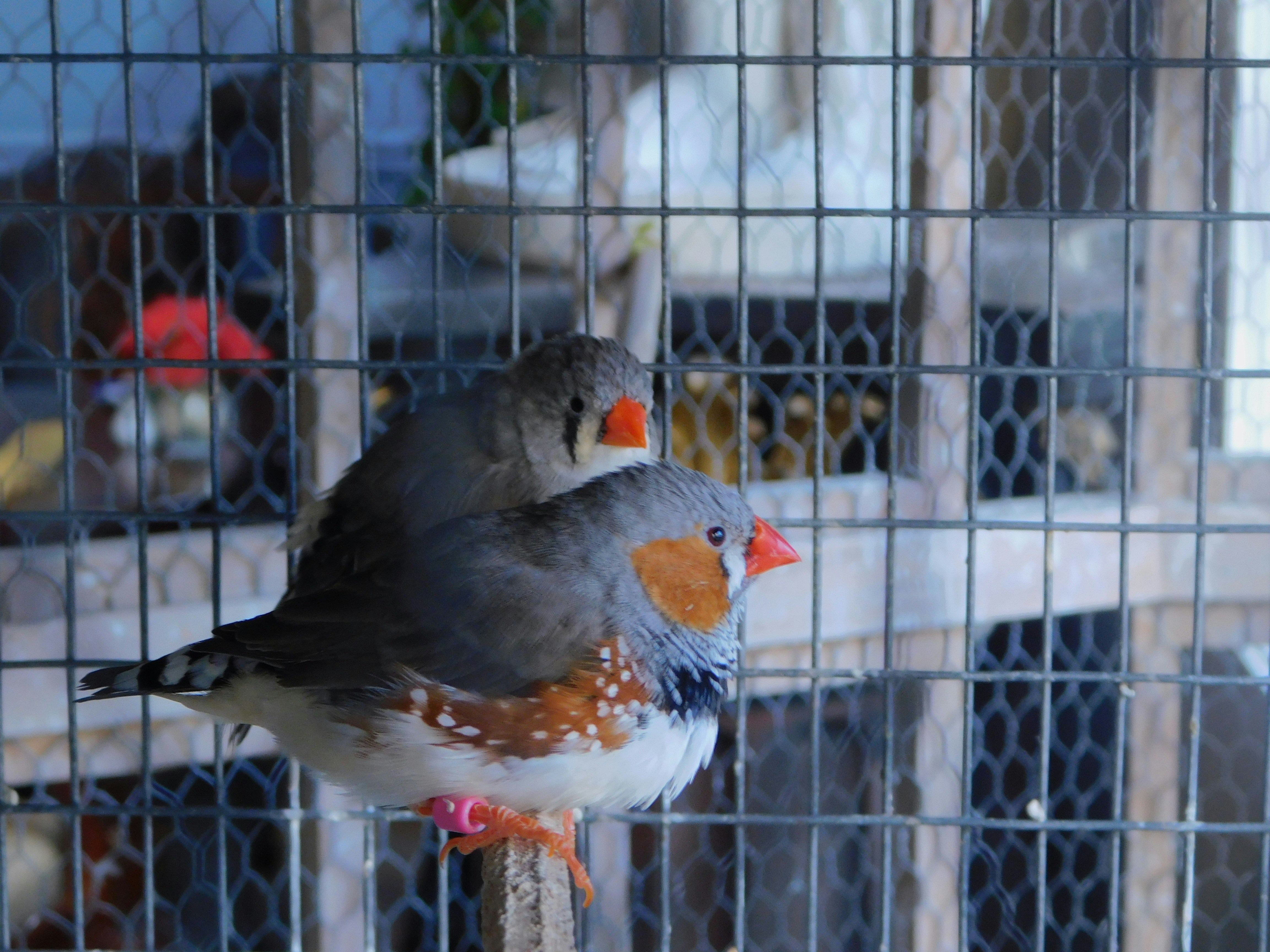A pair of finches perched closely together on a wooden stick inside an aviary, showcasing their vibrant plumage against a backdrop of cages.