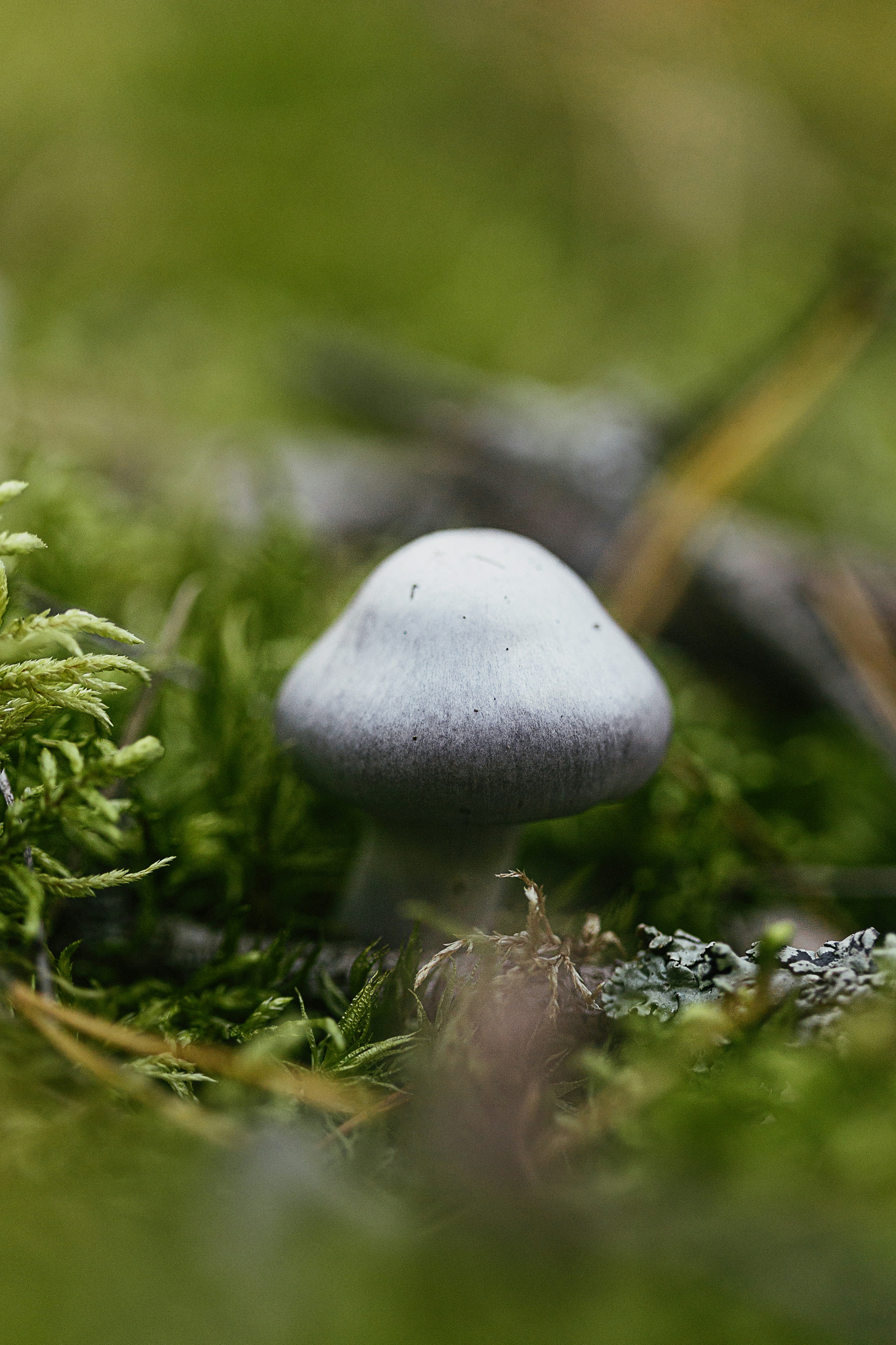 white mushroom on green grass