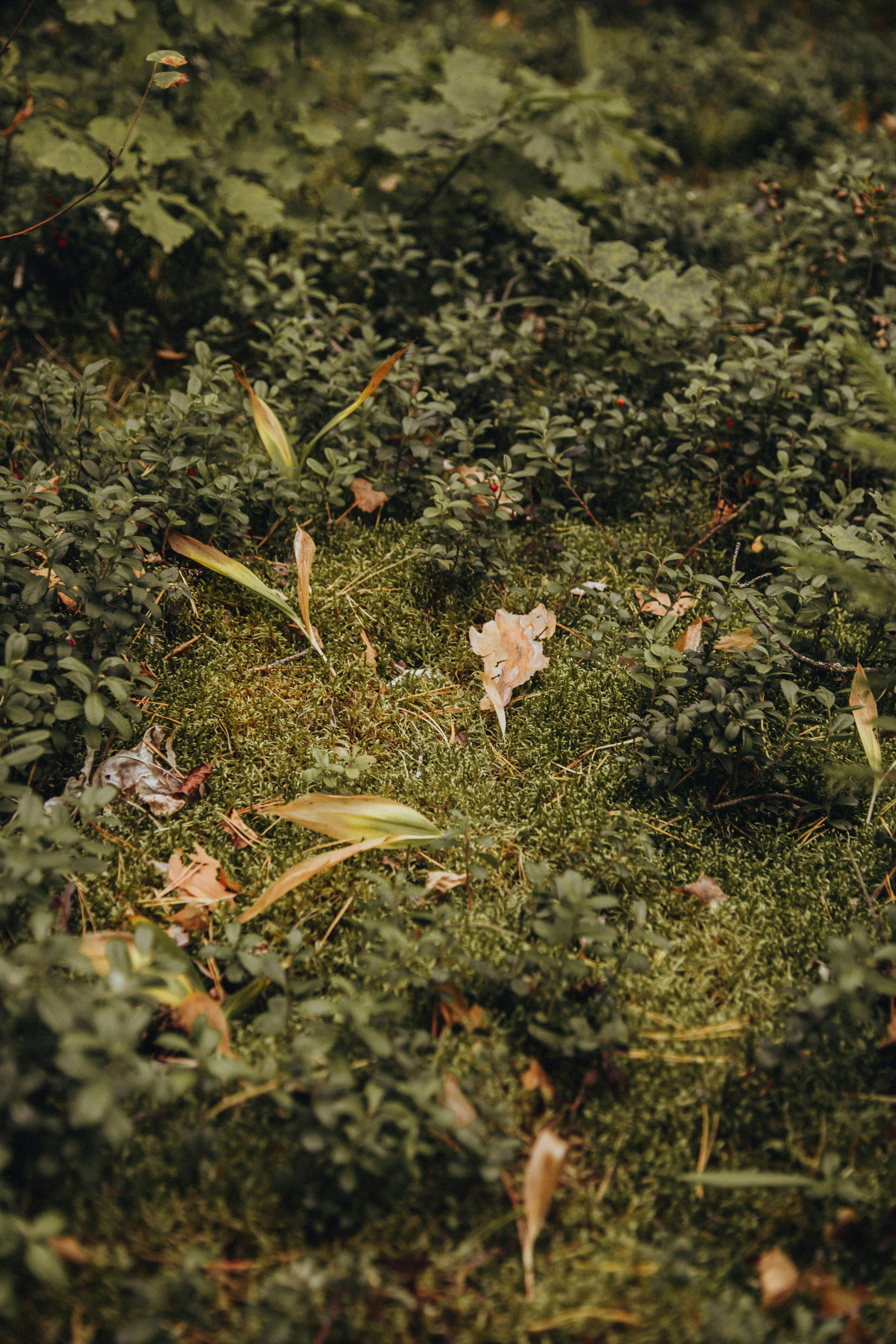 A Quiet Carpet of Moss and Foliage