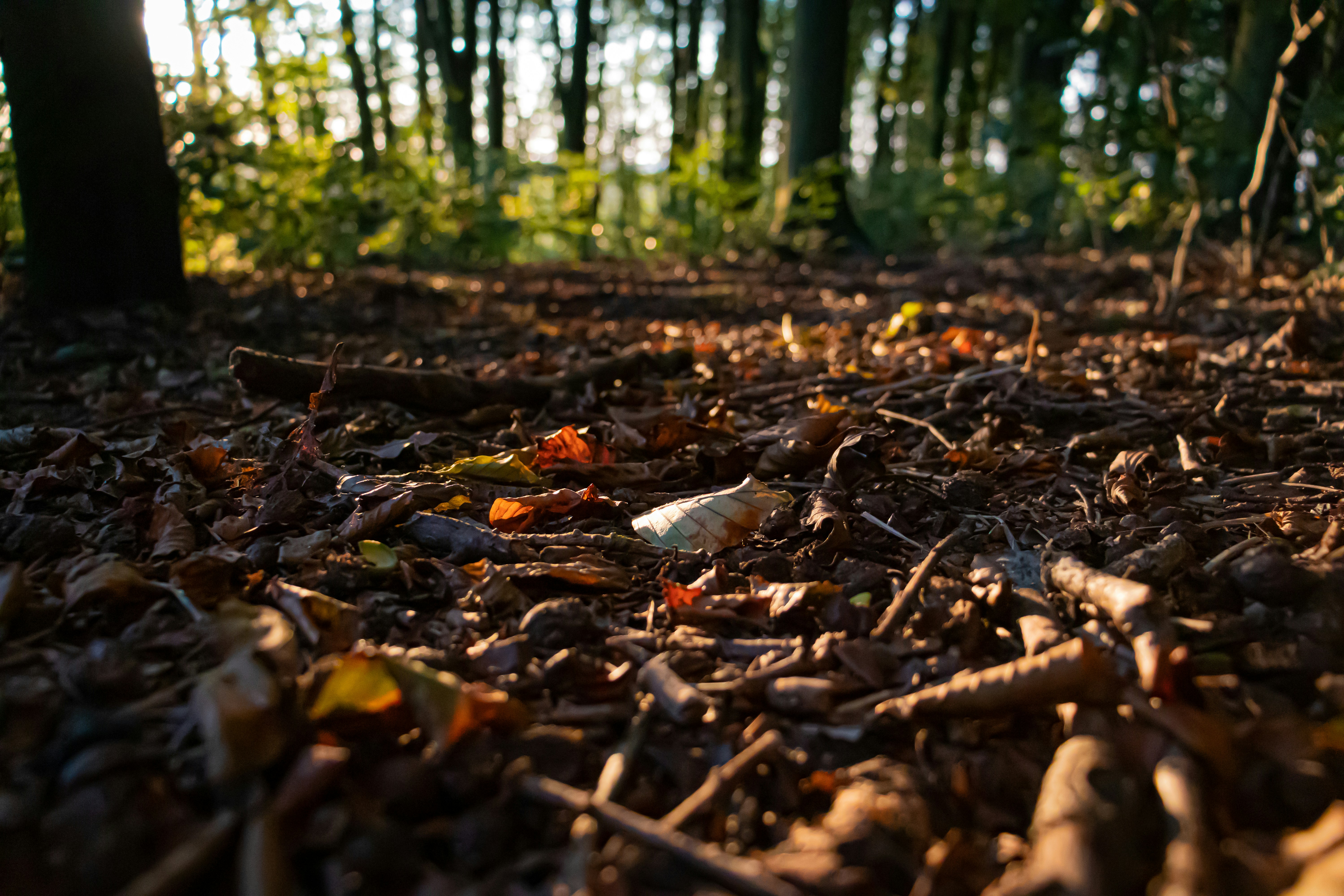 Lone Pale Leaf on a Warm Forest Floor