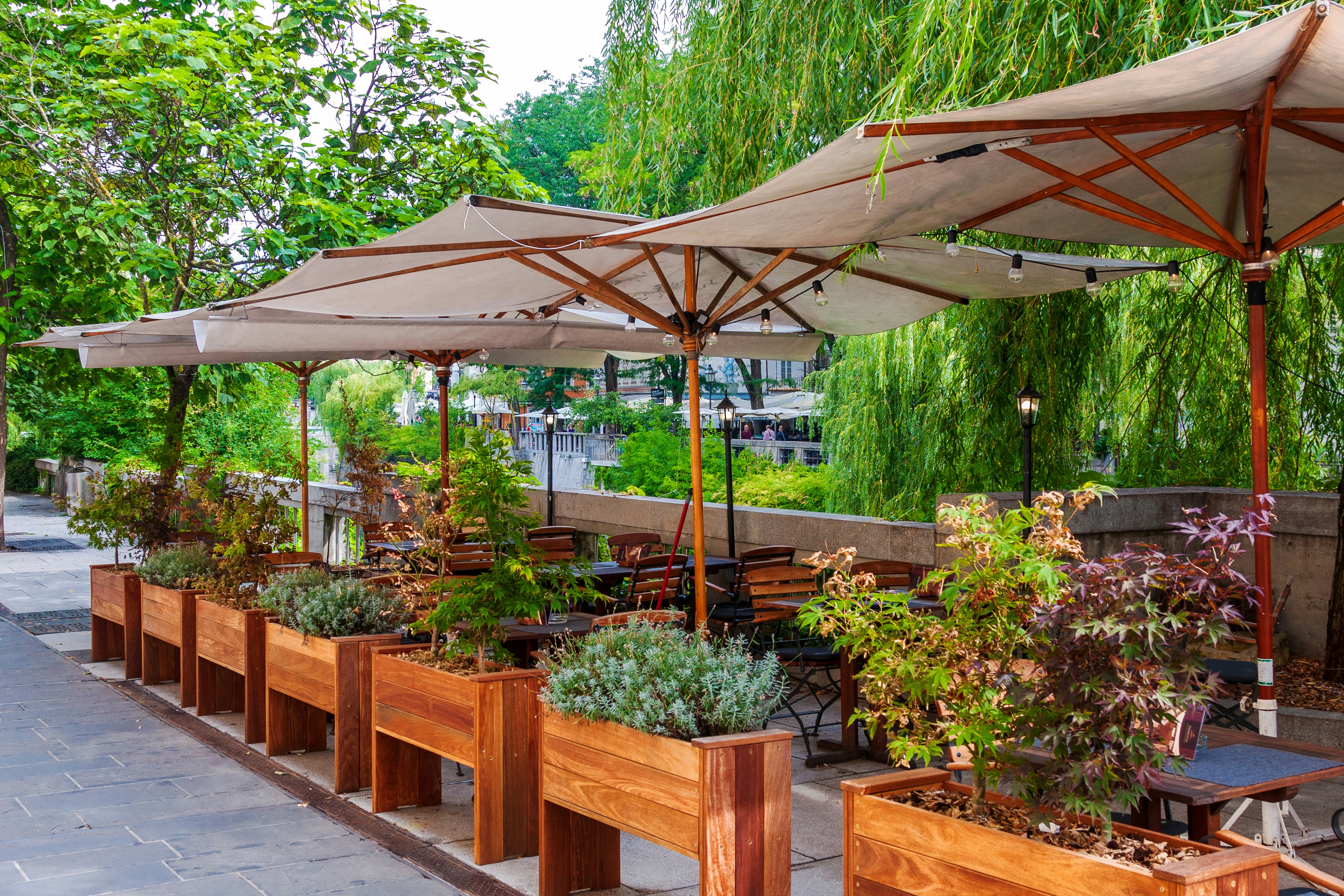 Shaded Terrace Strings of Green: A Quiet Outdoor Café