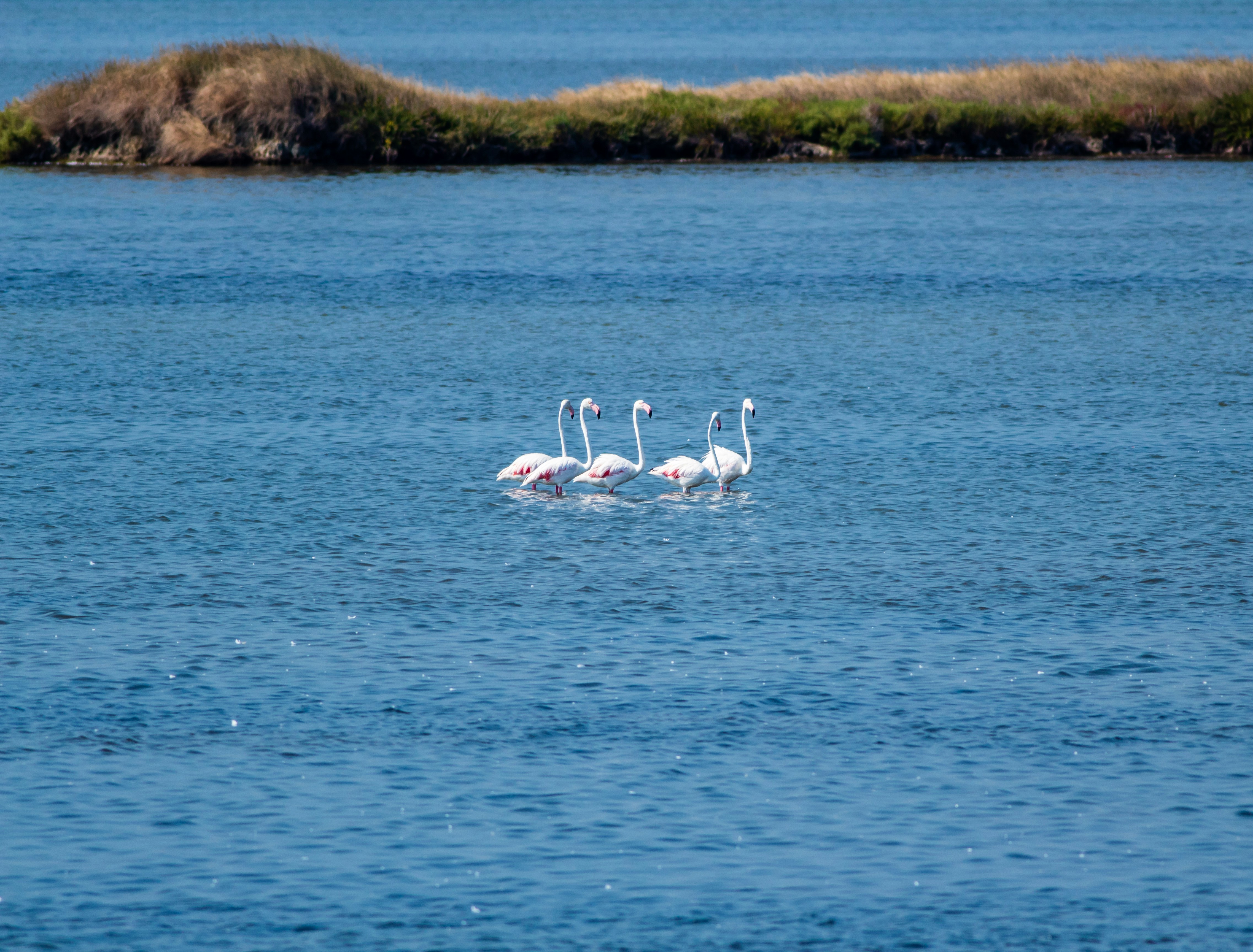 Serenade of Swans on Cerulean Waters