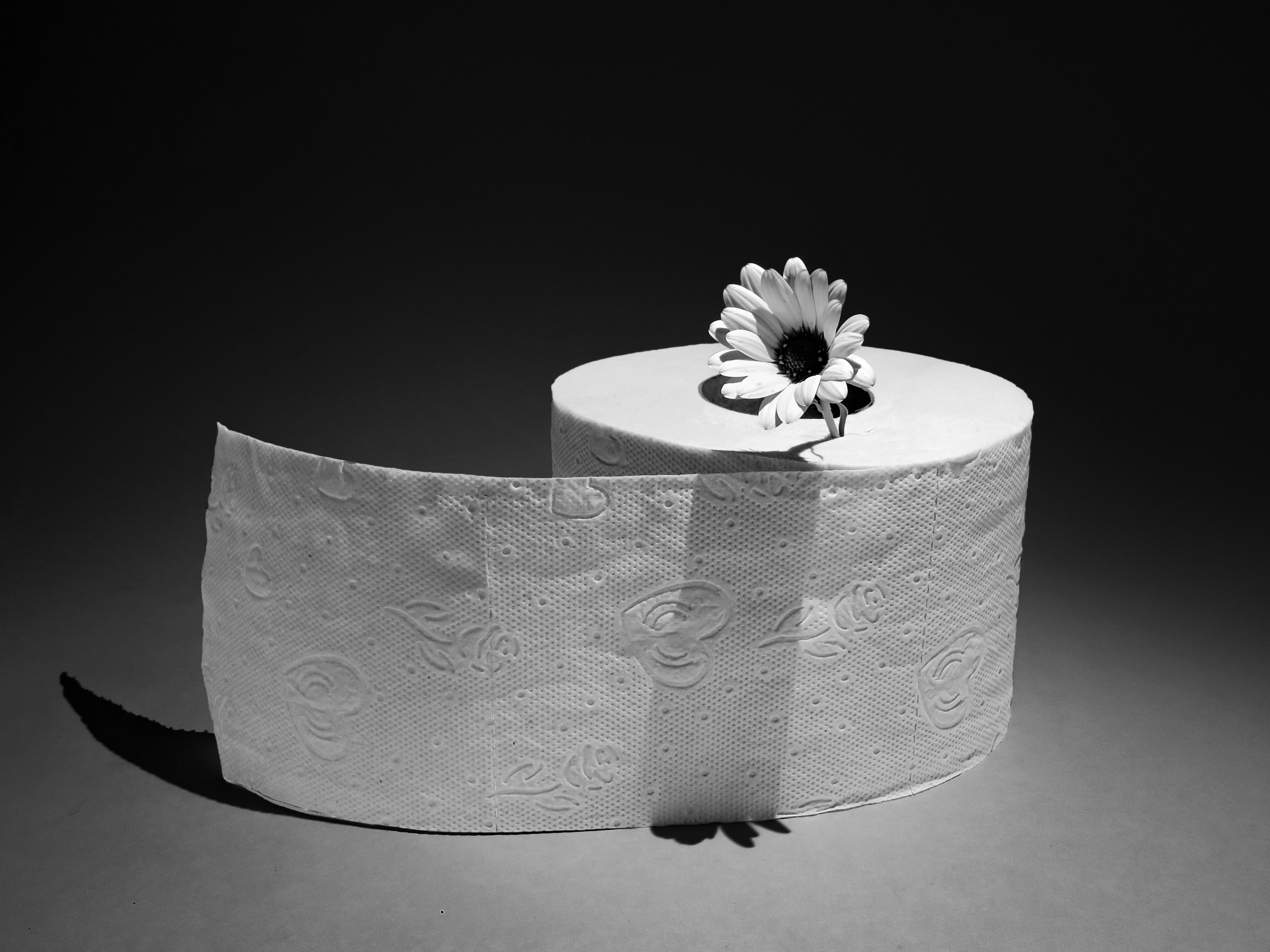 A roll of textured toilet paper with a daisy sprouting from its center, set against a dramatic black and white backdrop.