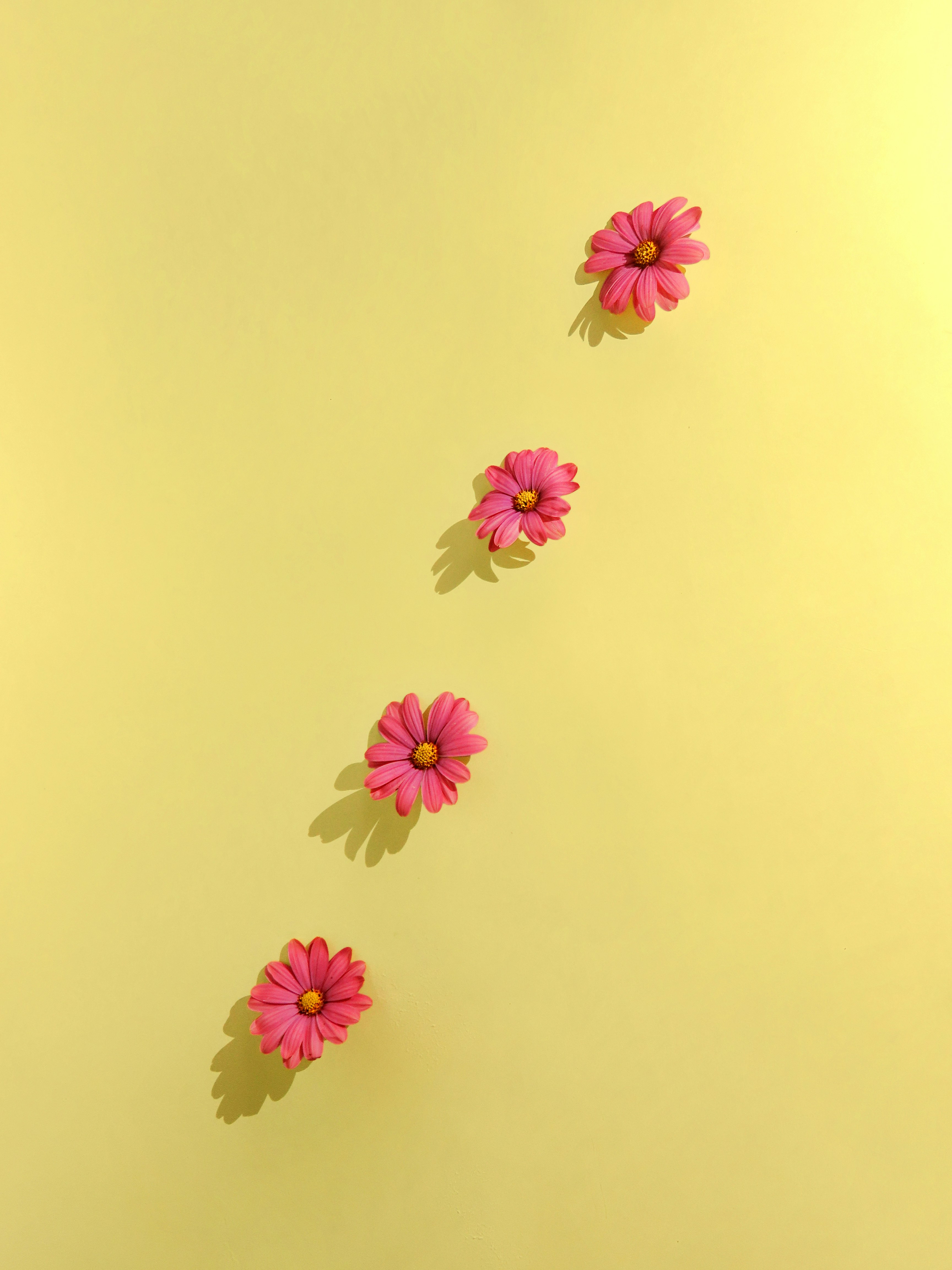 Five pink daisies are arranged diagonally on a pale yellow background, each casting a soft shadow. A minimalist studio-shot floral photograph emphasizing bright color and clean negative space.