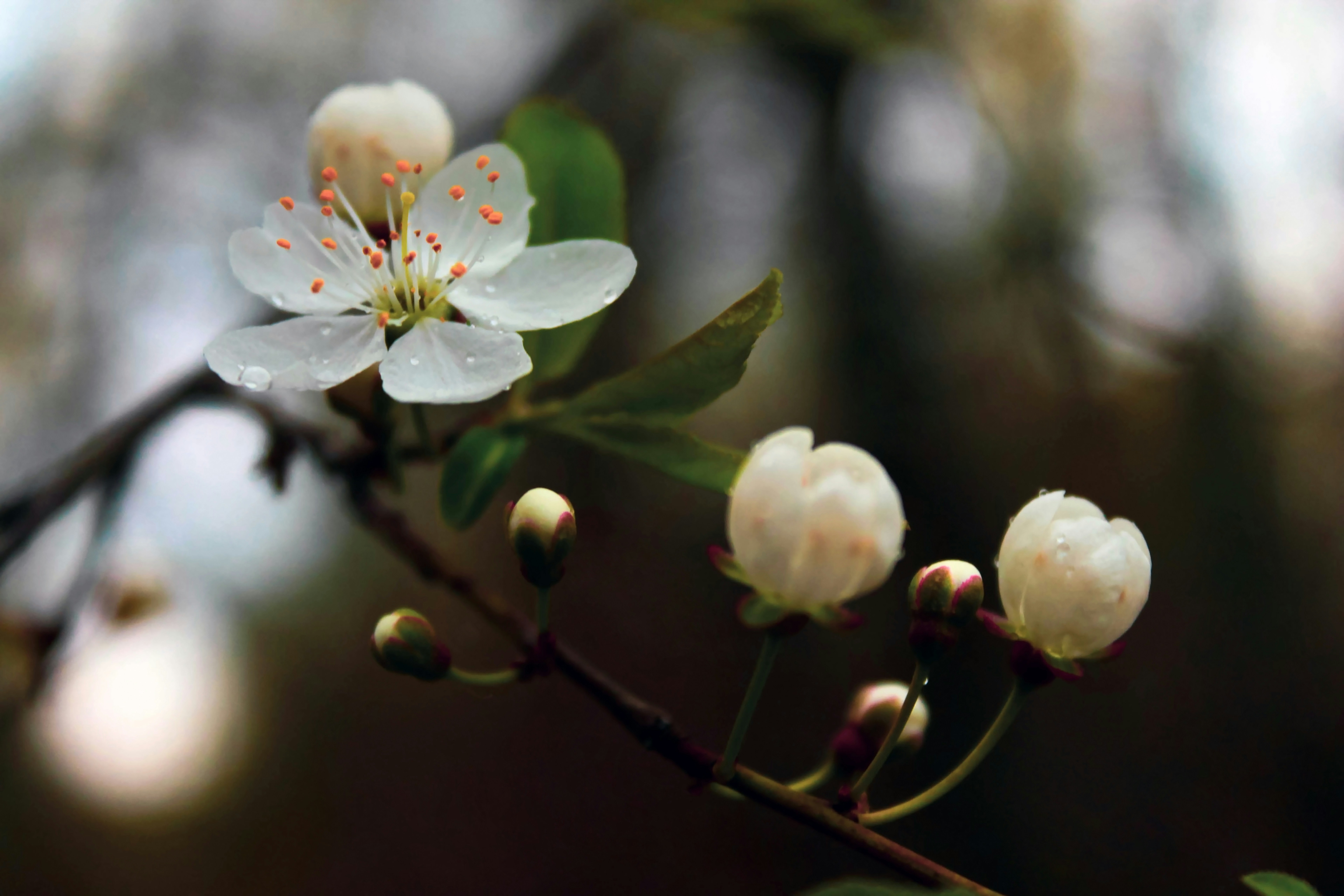 Whisper of Spring: a lone white blossom in precise focus against a velvet backdrop