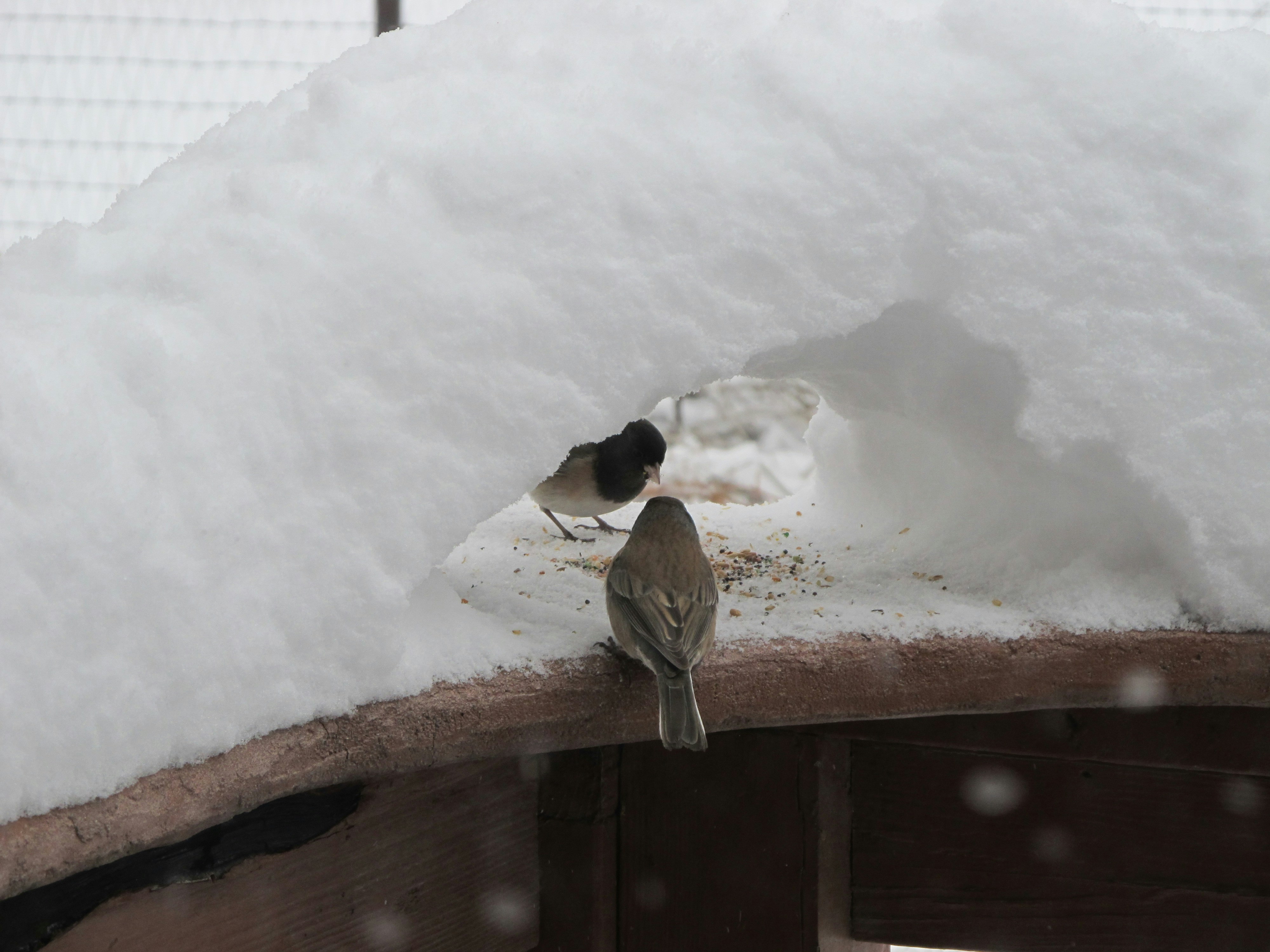 Two birds foraging for seeds beneath a snow-covered overhang, creating a serene winter scene.
