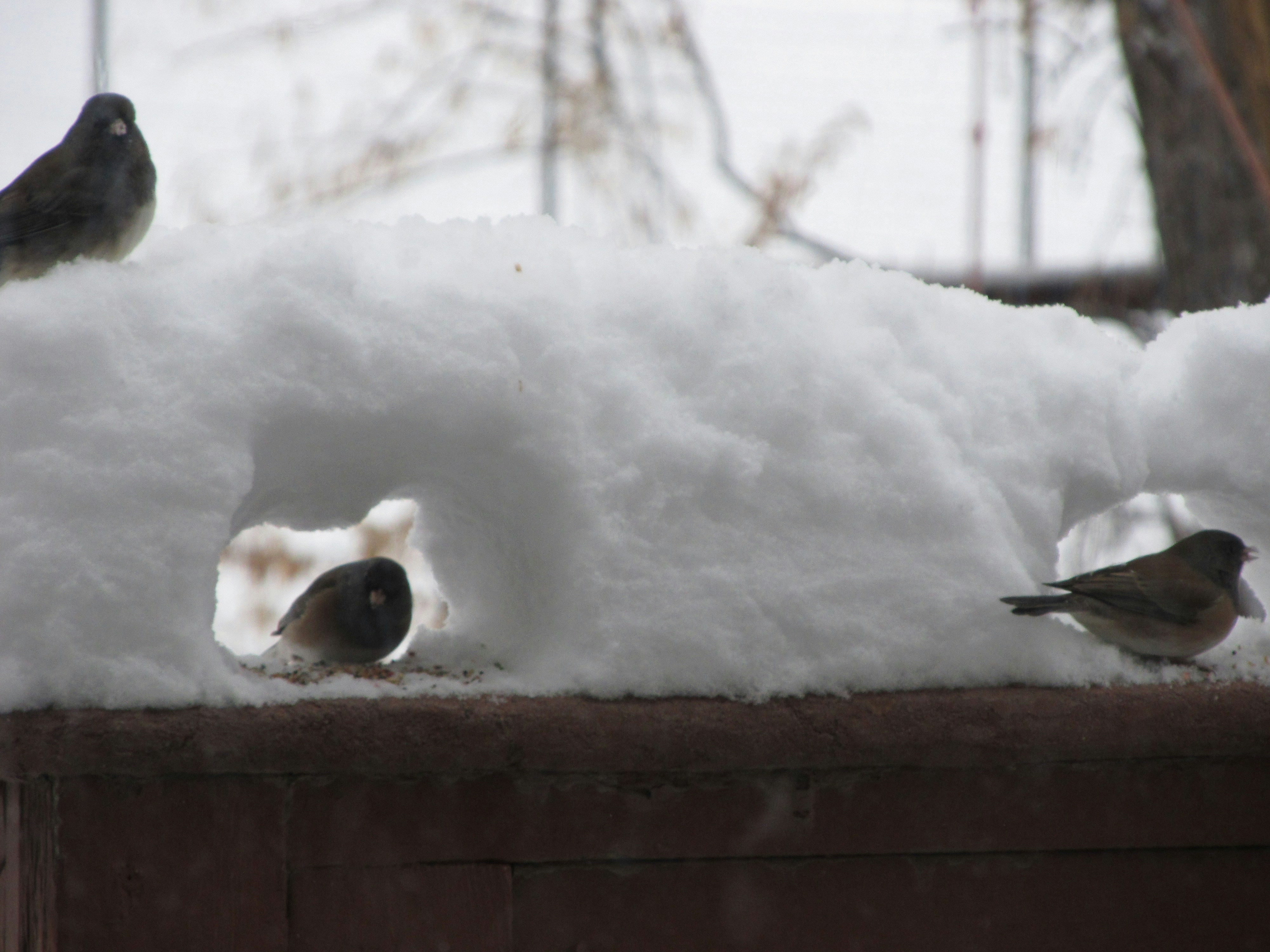 Snow Tunnel Sentry: a tiny bird peeks from a snowy doorway