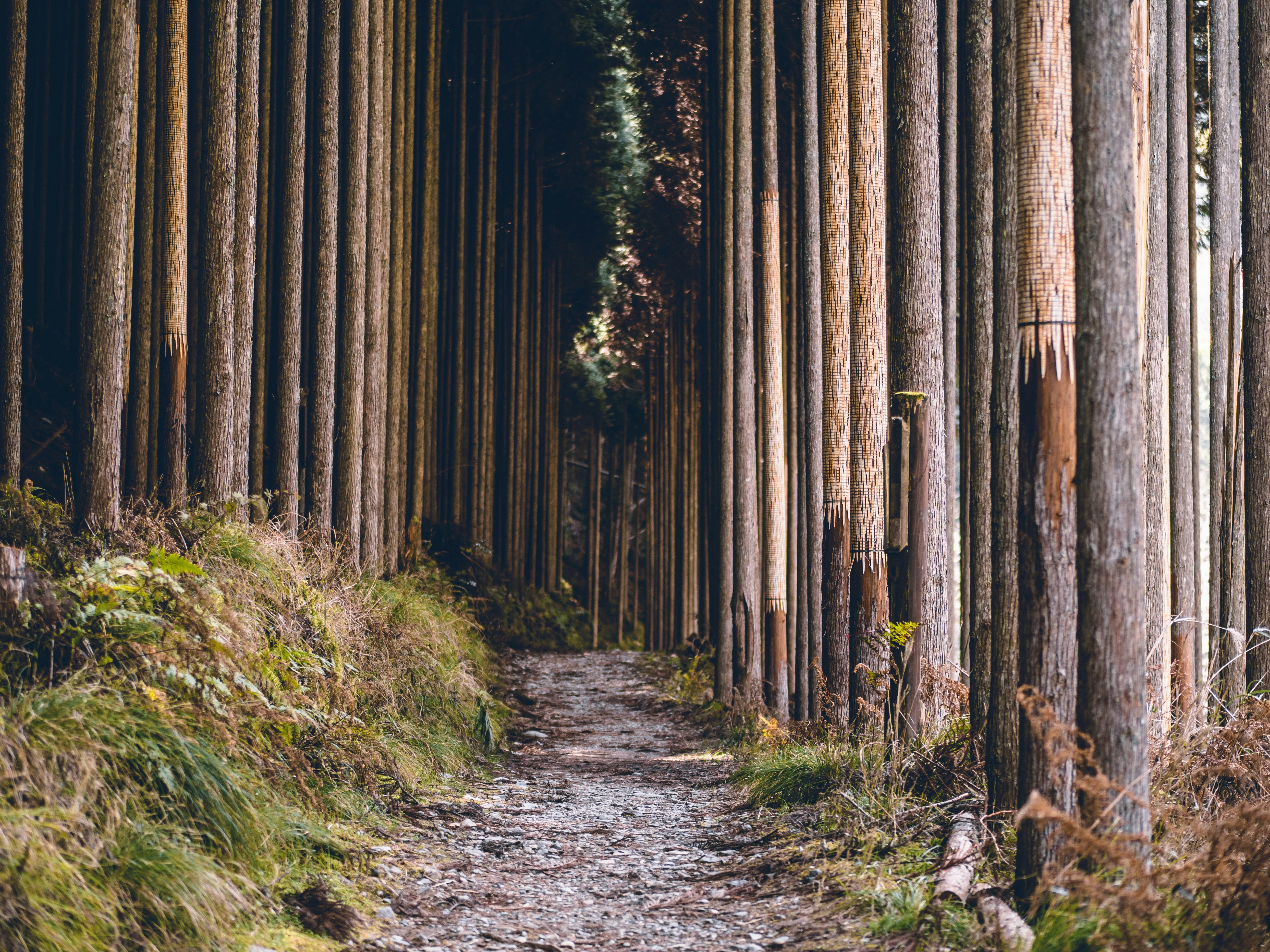 Between the Pines: a quiet gravel path receding into a forest corridor