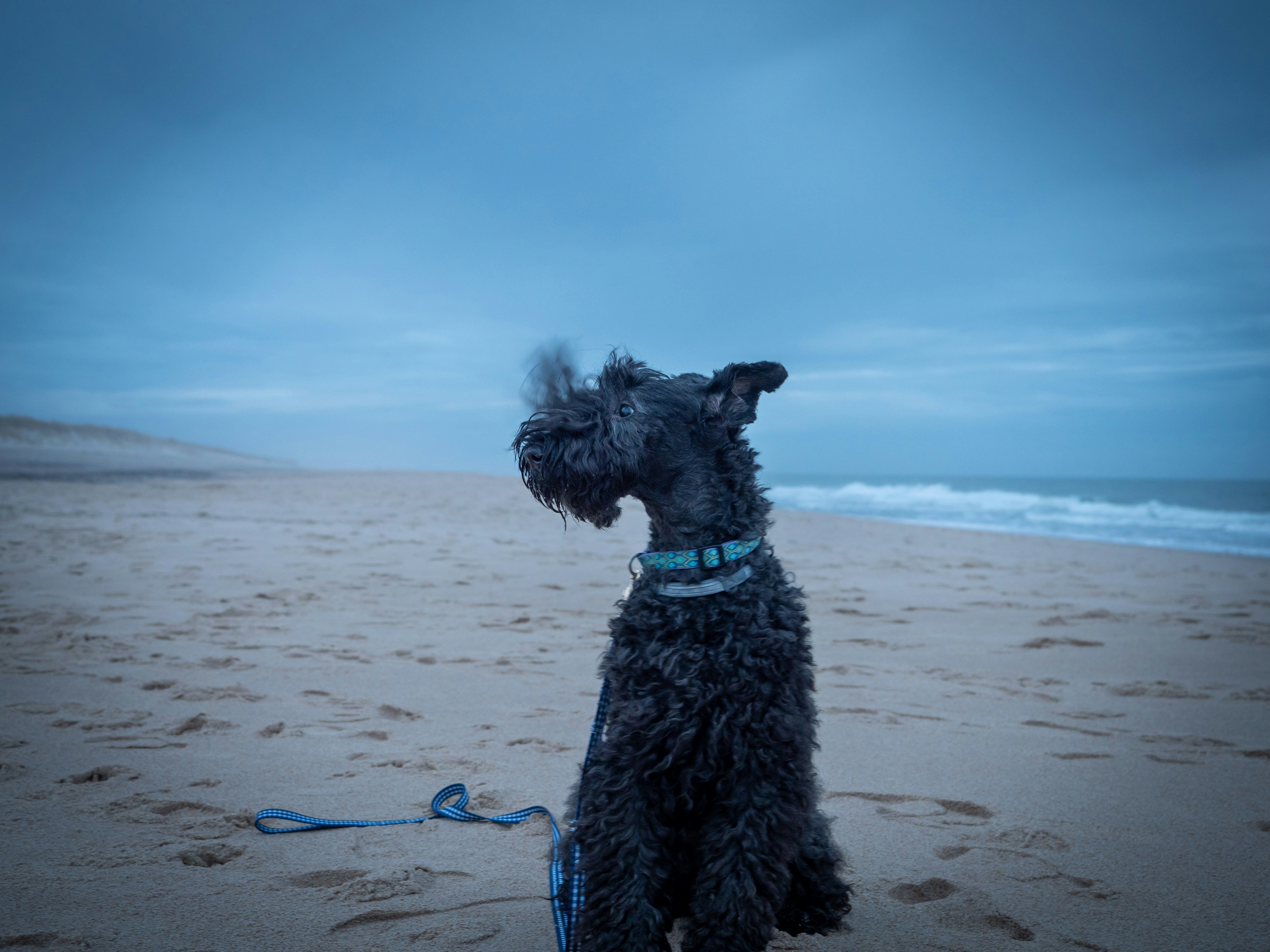 Black dog sitting on sandy beach, gazing toward the ocean under a cloudy sky.