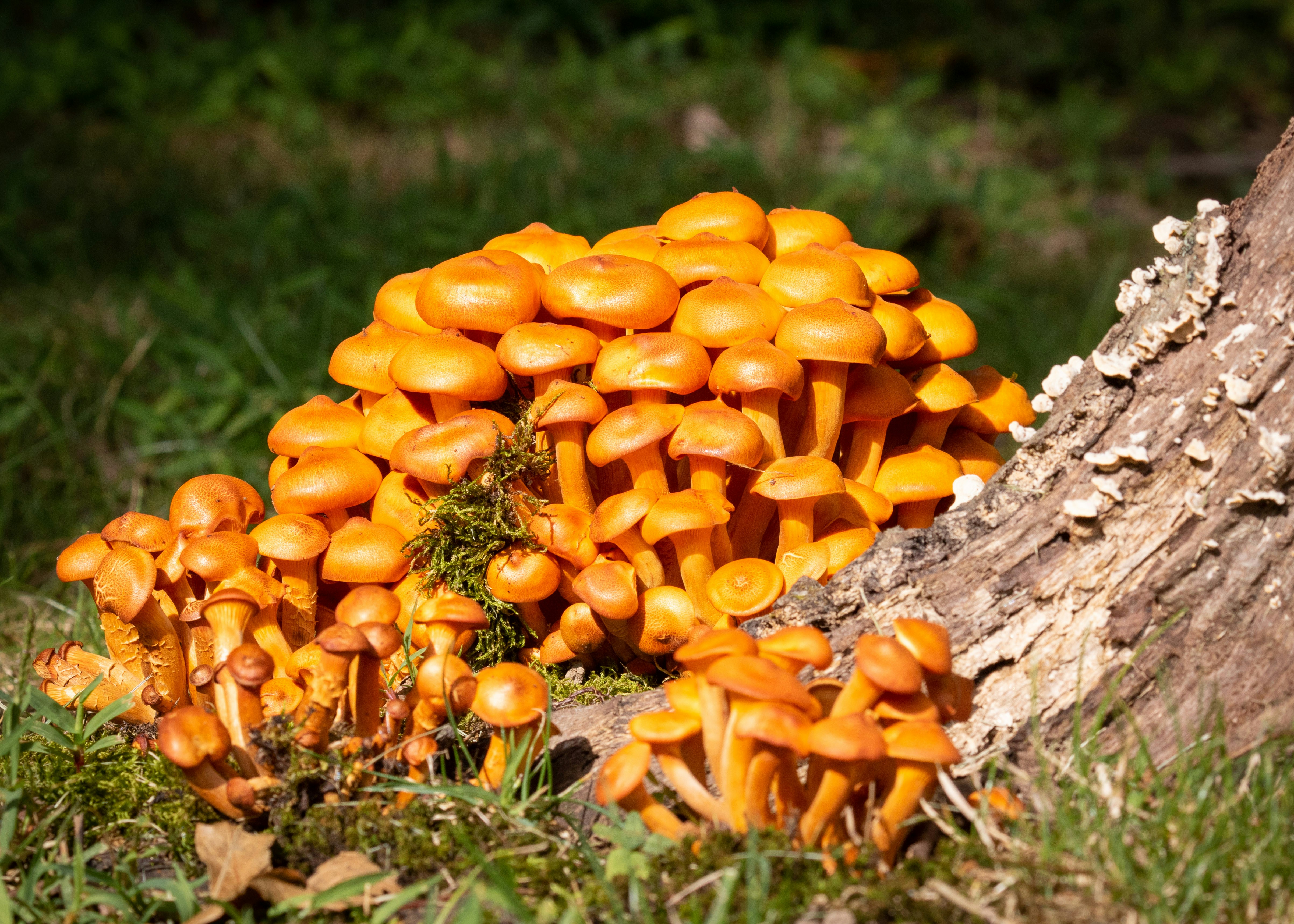 Wild mushrooms growing near tree stump in fall afternoon sun.