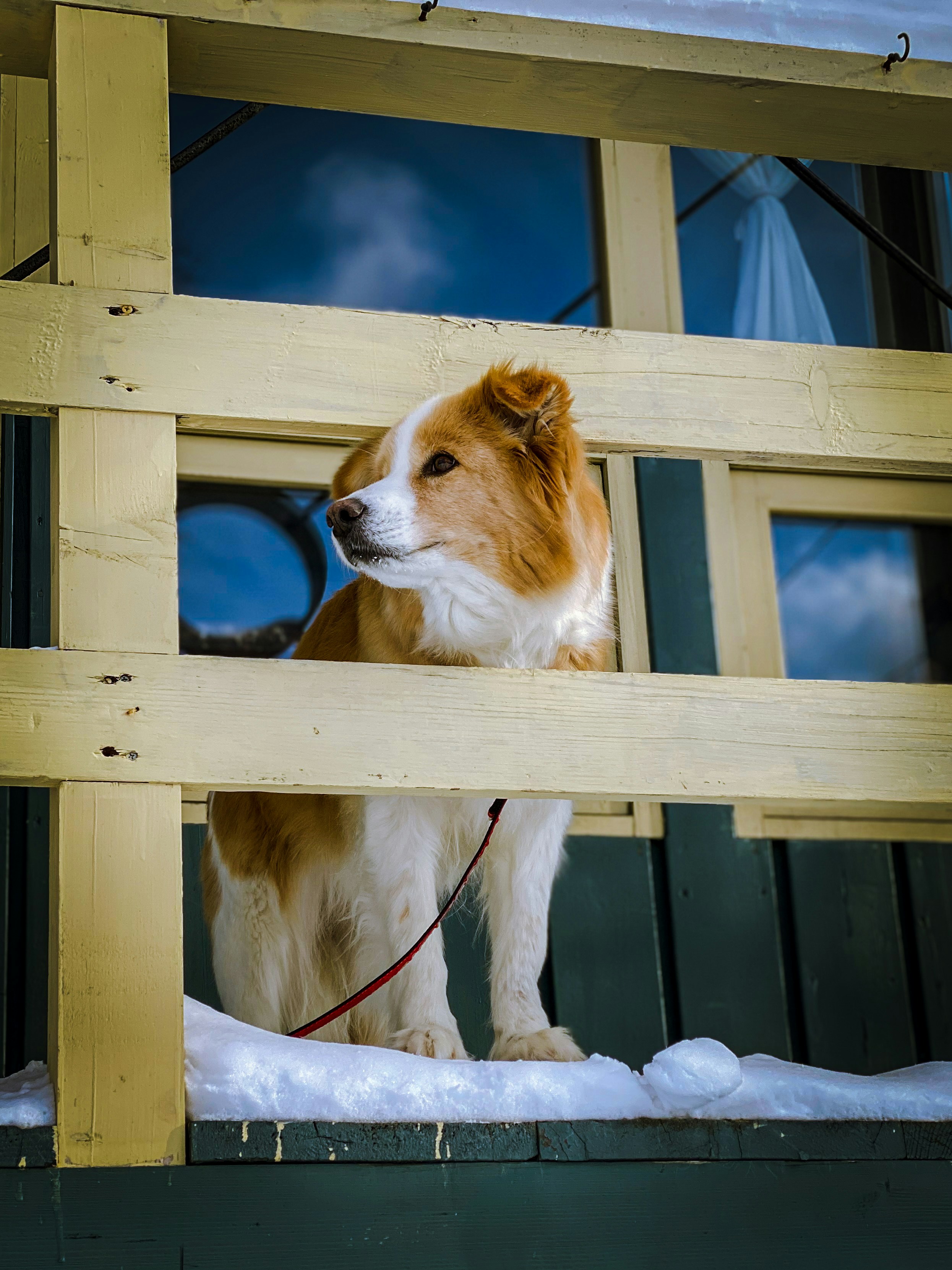 A dog stands on a snowy ledge, gazing thoughtfully beyond a wooden fence, with reflections of the sky visible in the background.