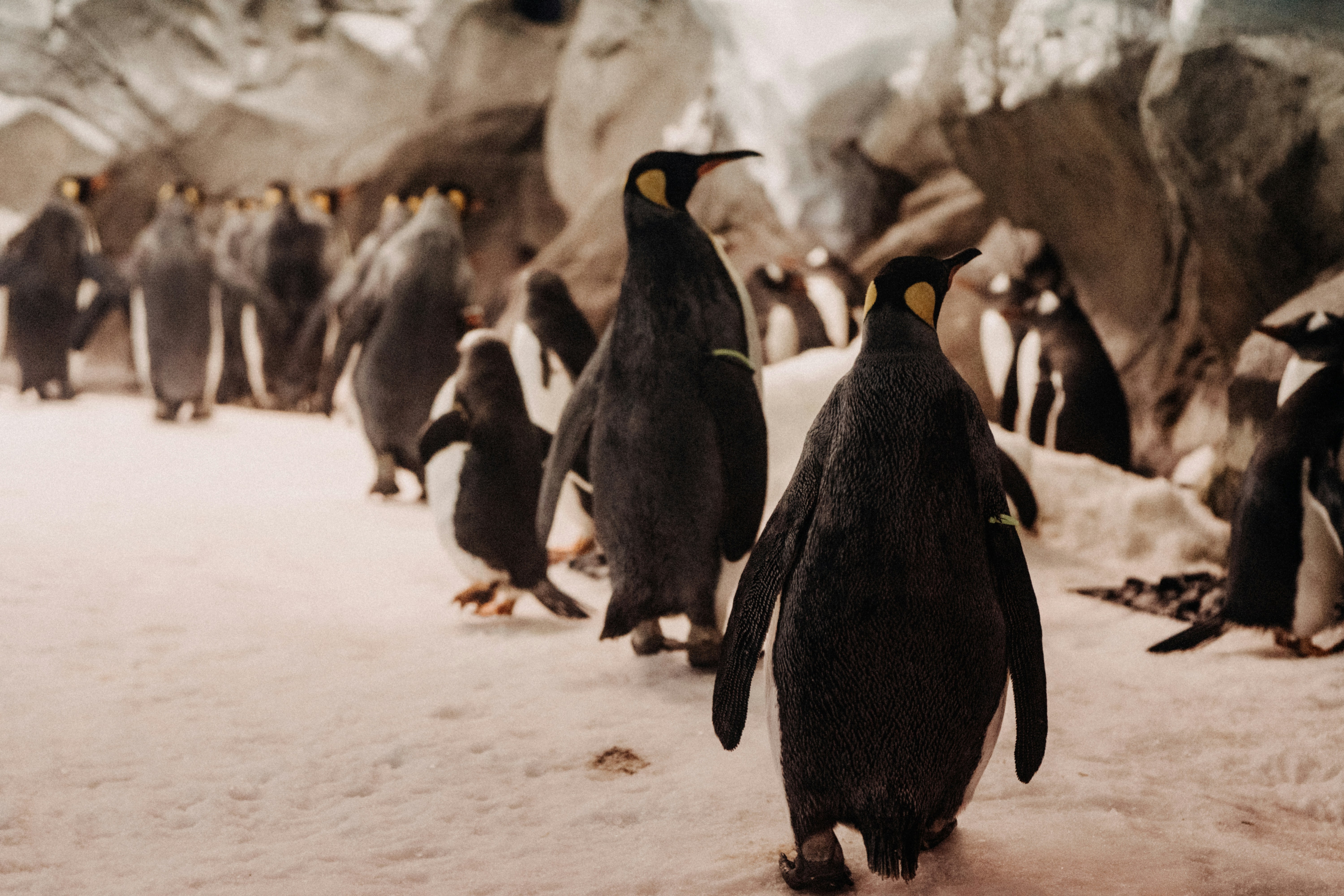 A group of emperor penguins waddling across a snowy landscape, surrounded by rocky formations. Their distinctive yellow markings stand out against the icy backdrop.