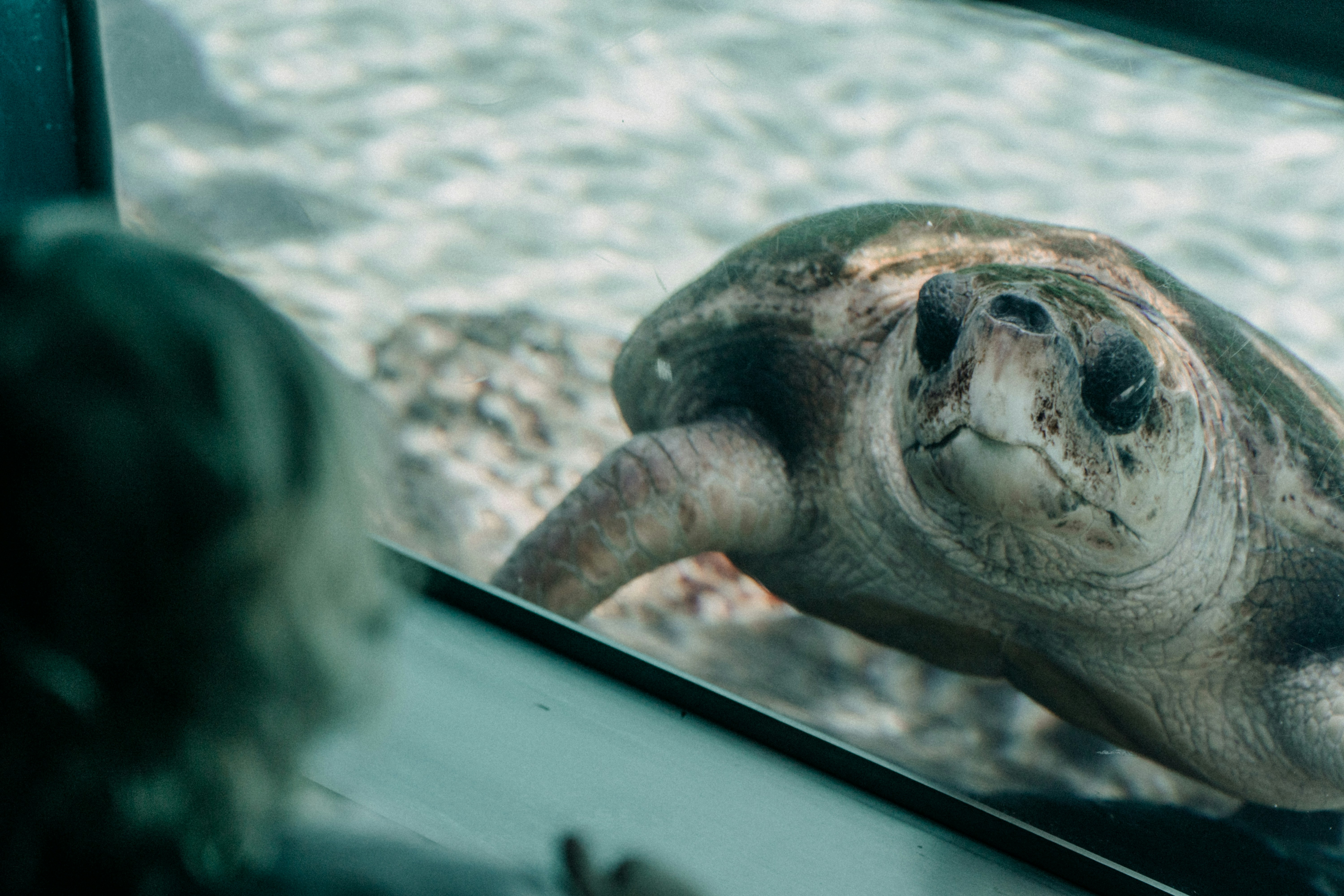 Curious Sea Gentle: A Seaside Stare Through Window Glass