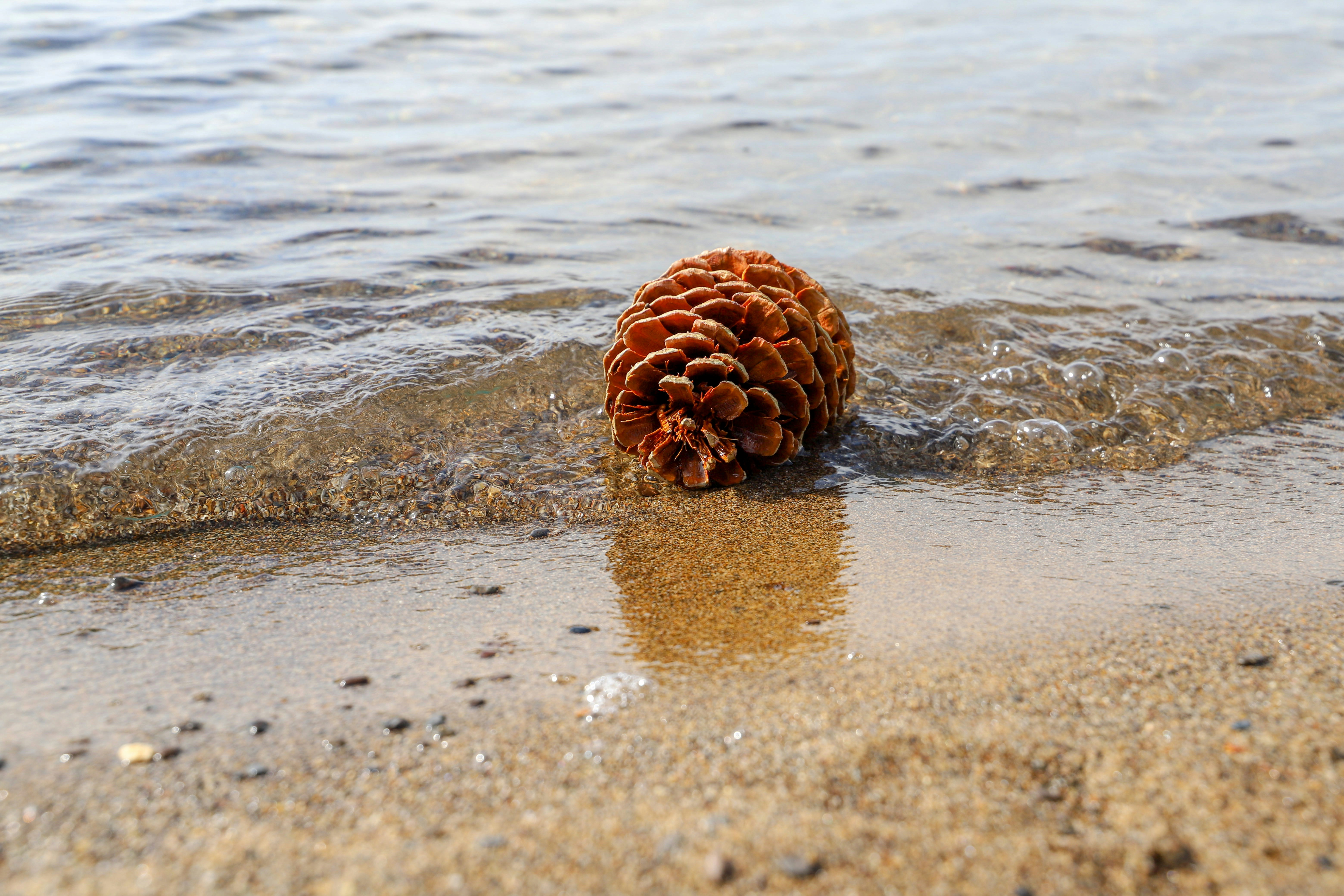 Pine Cone at the Shore: Quiet Geometry of Sand and Sea