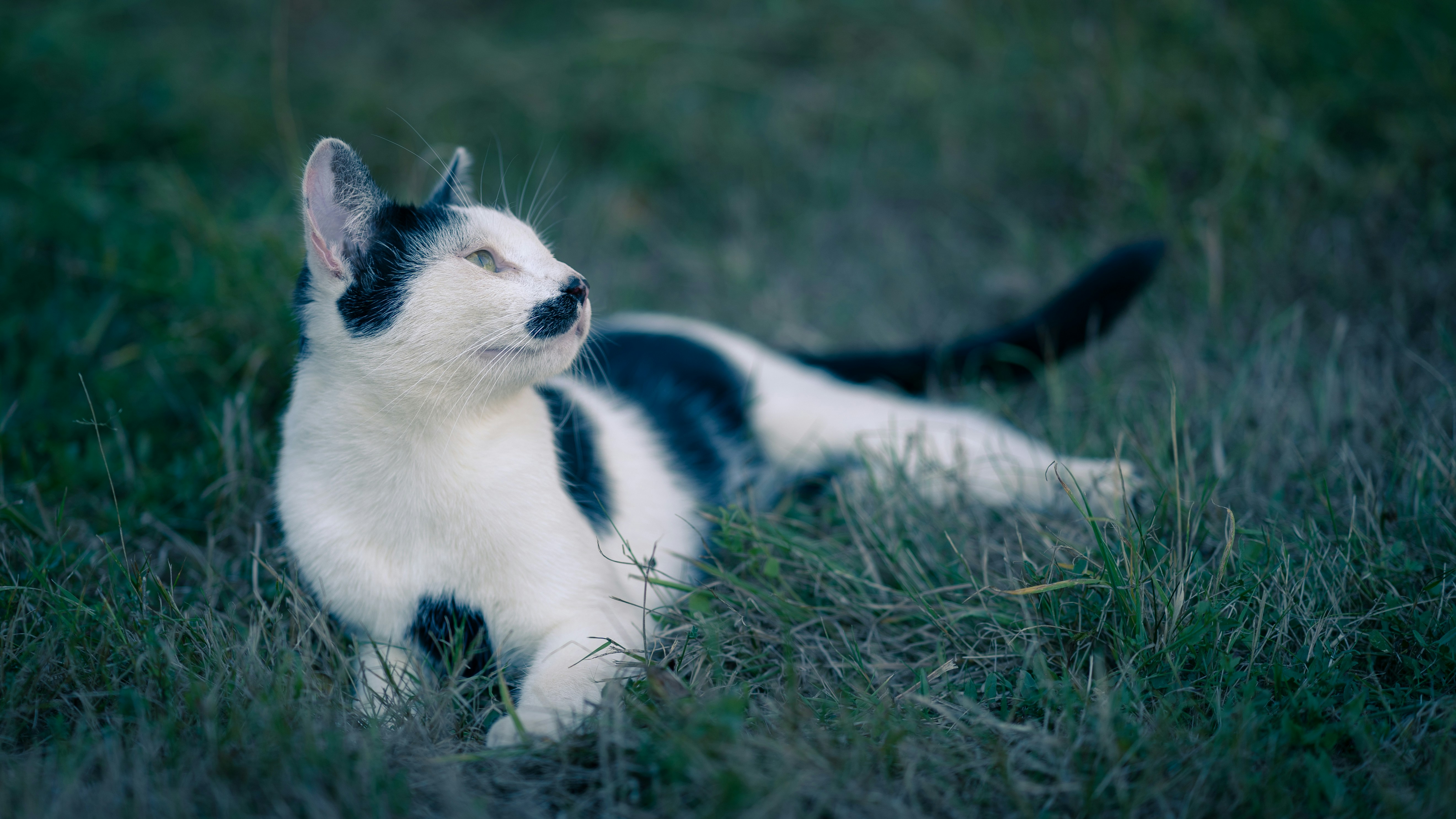 Black and white cat lounging on grass, eyes closed in peaceful repose.