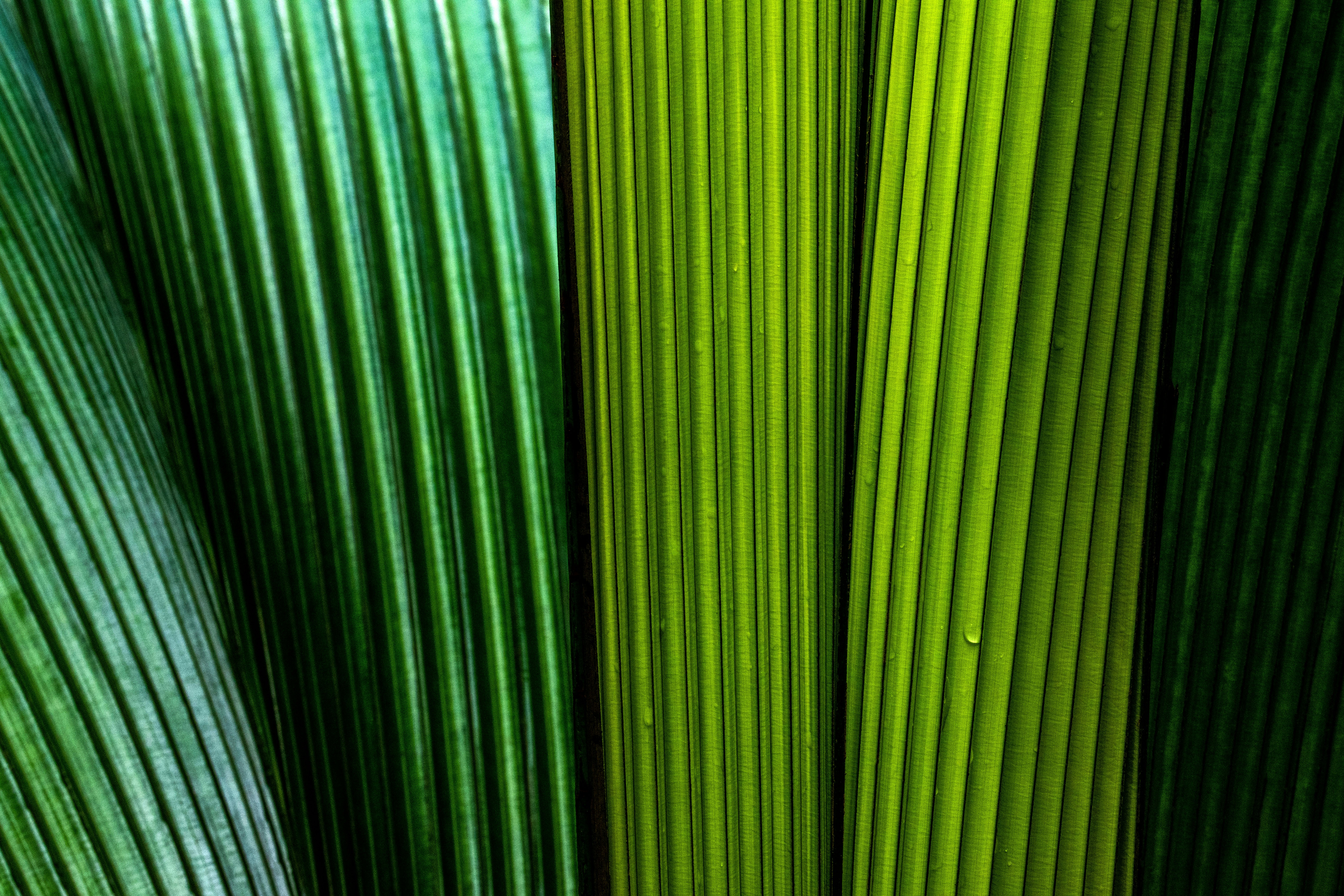 Verdant Striations: A Crown of Green Veins