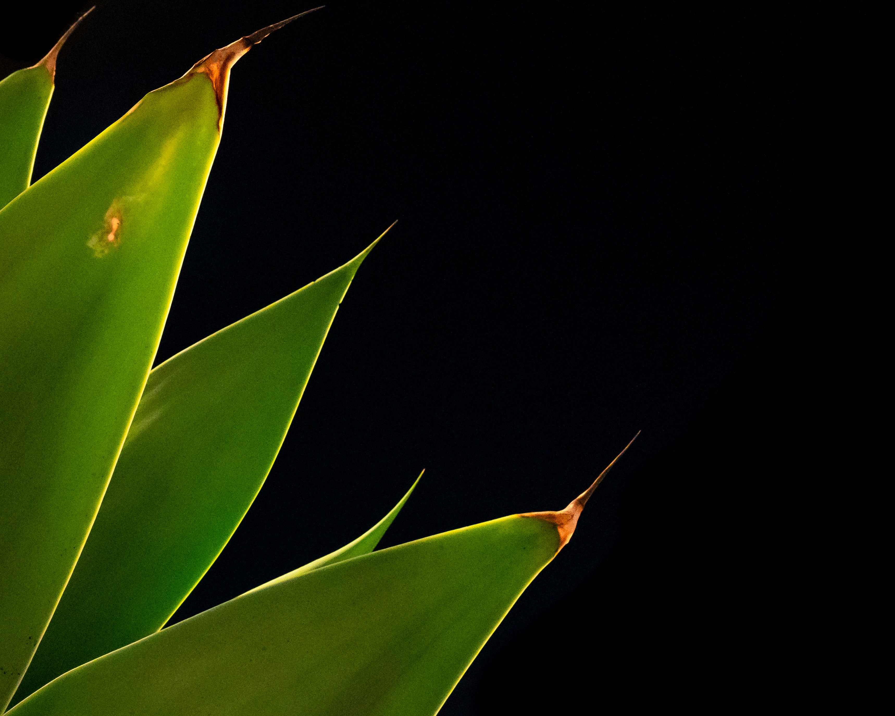 Close up of green agave plant against black background.the blowup