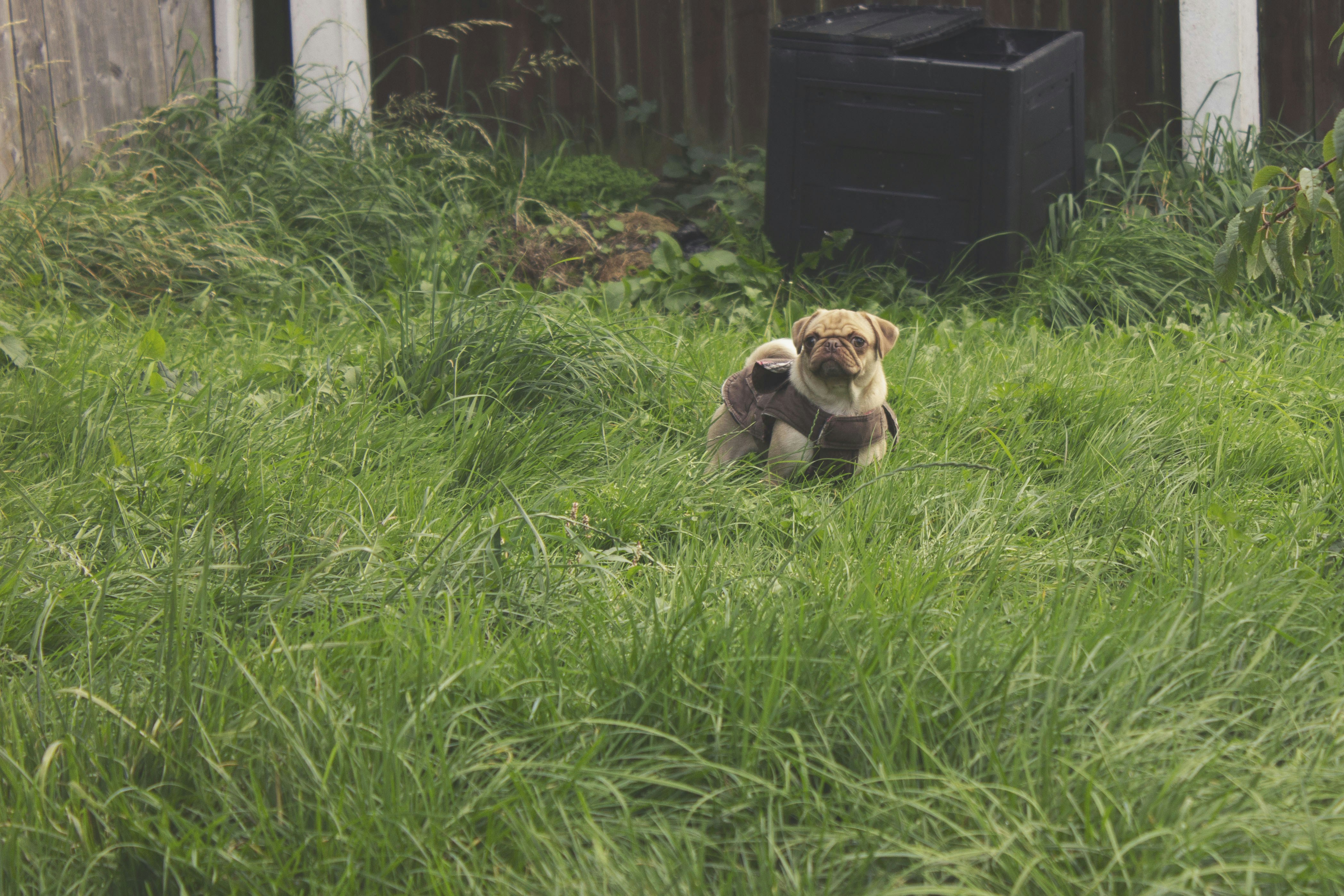 A pug wearing a cozy outfit frolics through tall grass in a backyard setting.