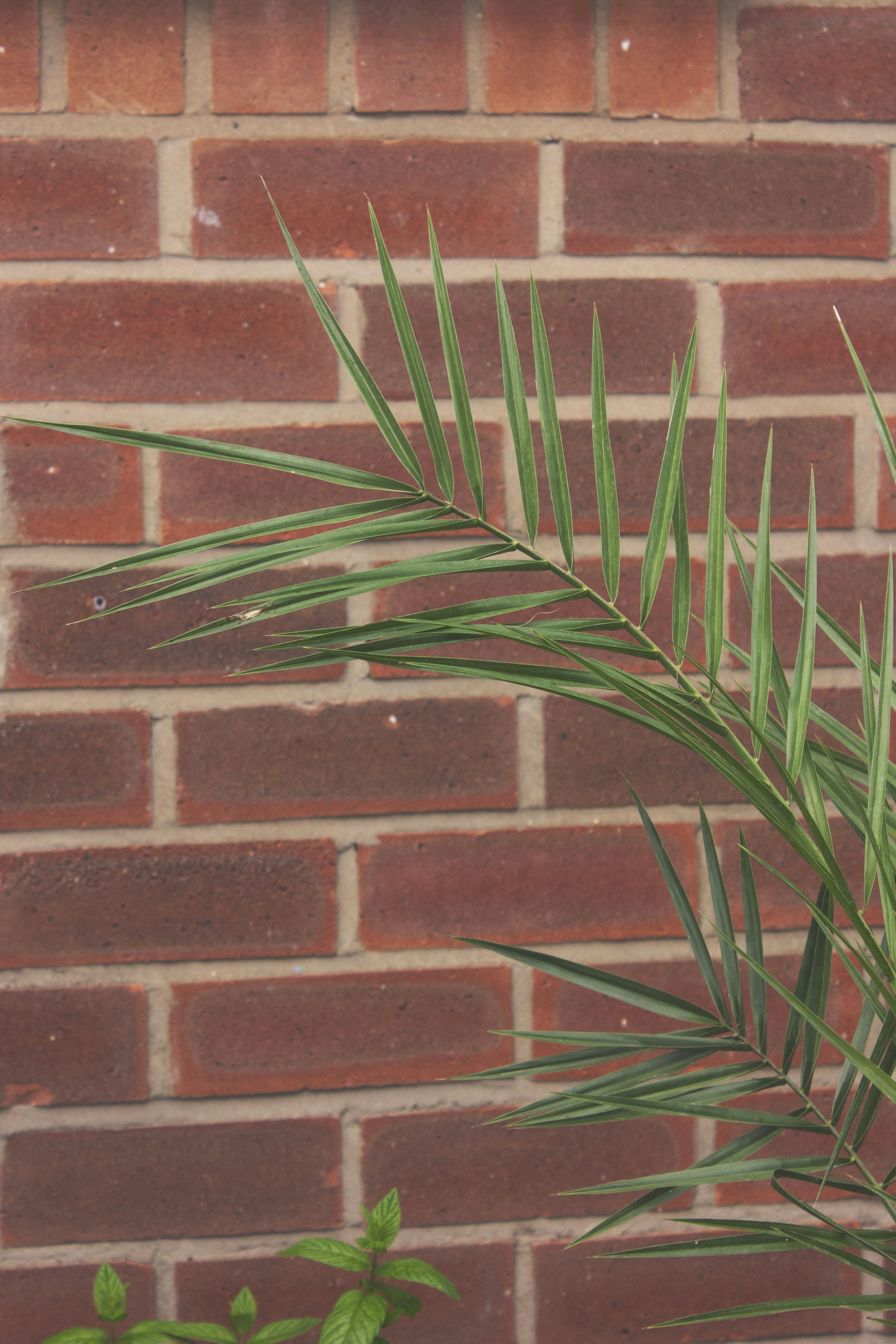 A vibrant green palm frond gracefully extends towards a textured brick wall, highlighting the juxtaposition of nature and architecture.