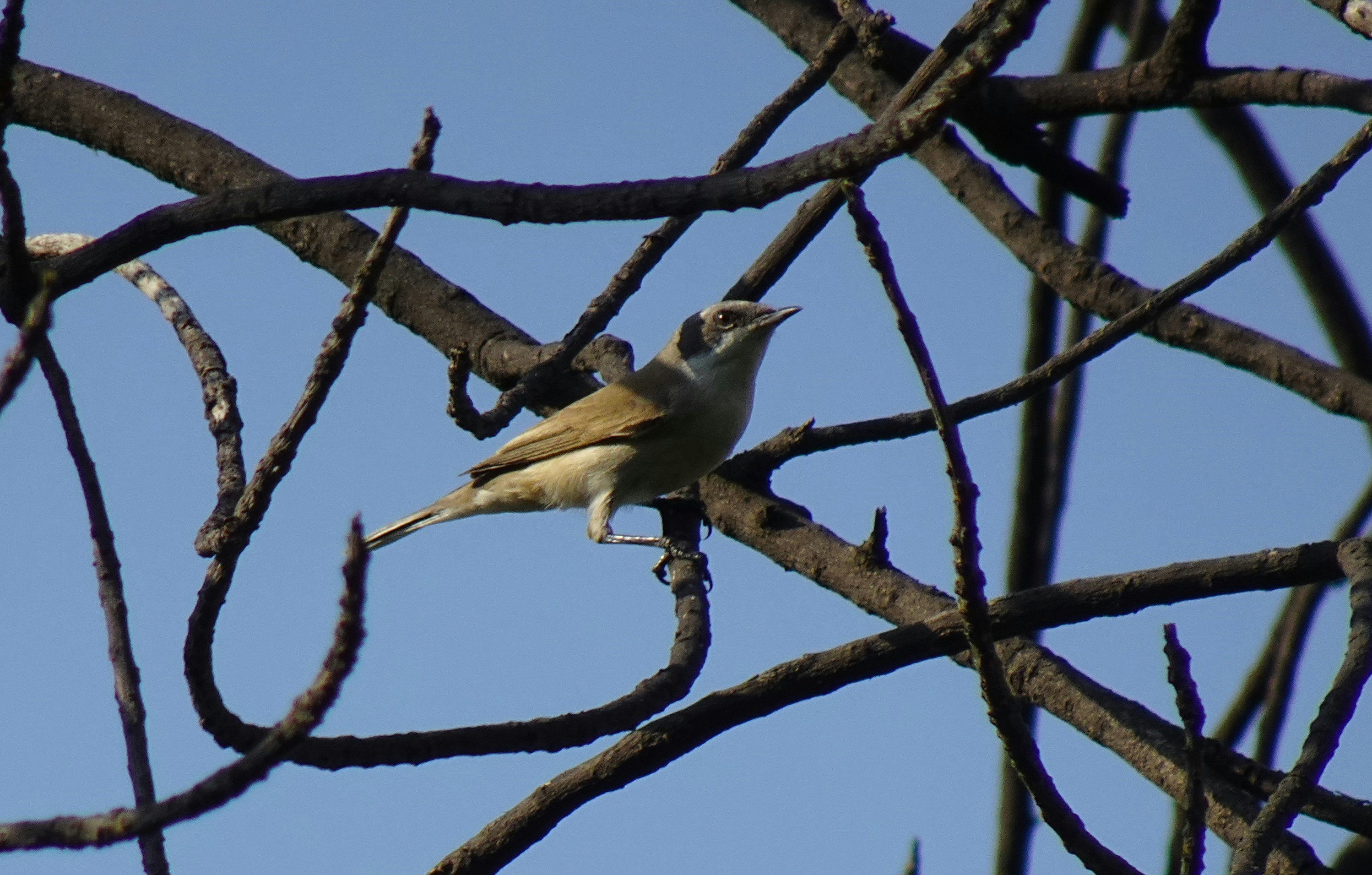A small bird perched on intricate, bare branches against a clear blue sky.