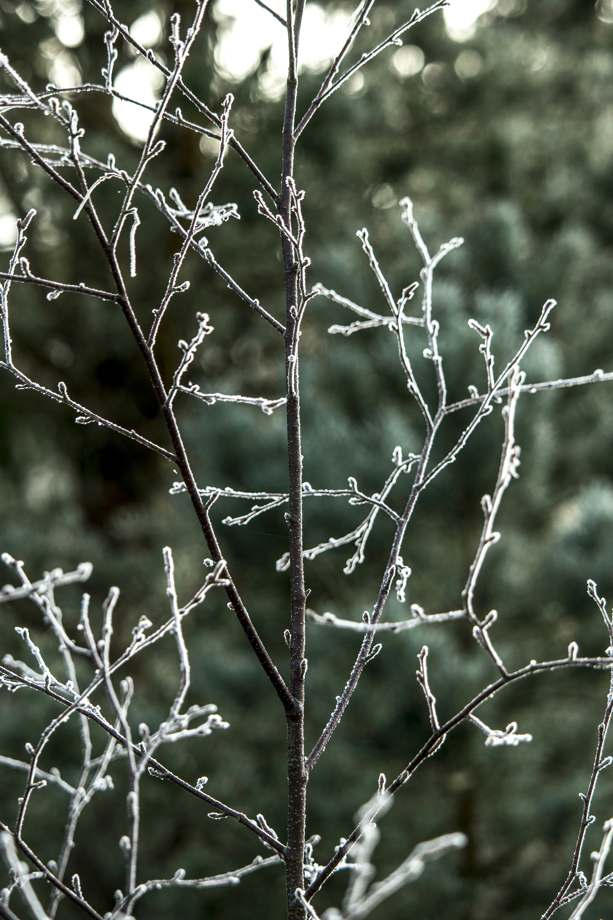 Frosted Tendrils: Close-Up of Ice-Corniced Branches