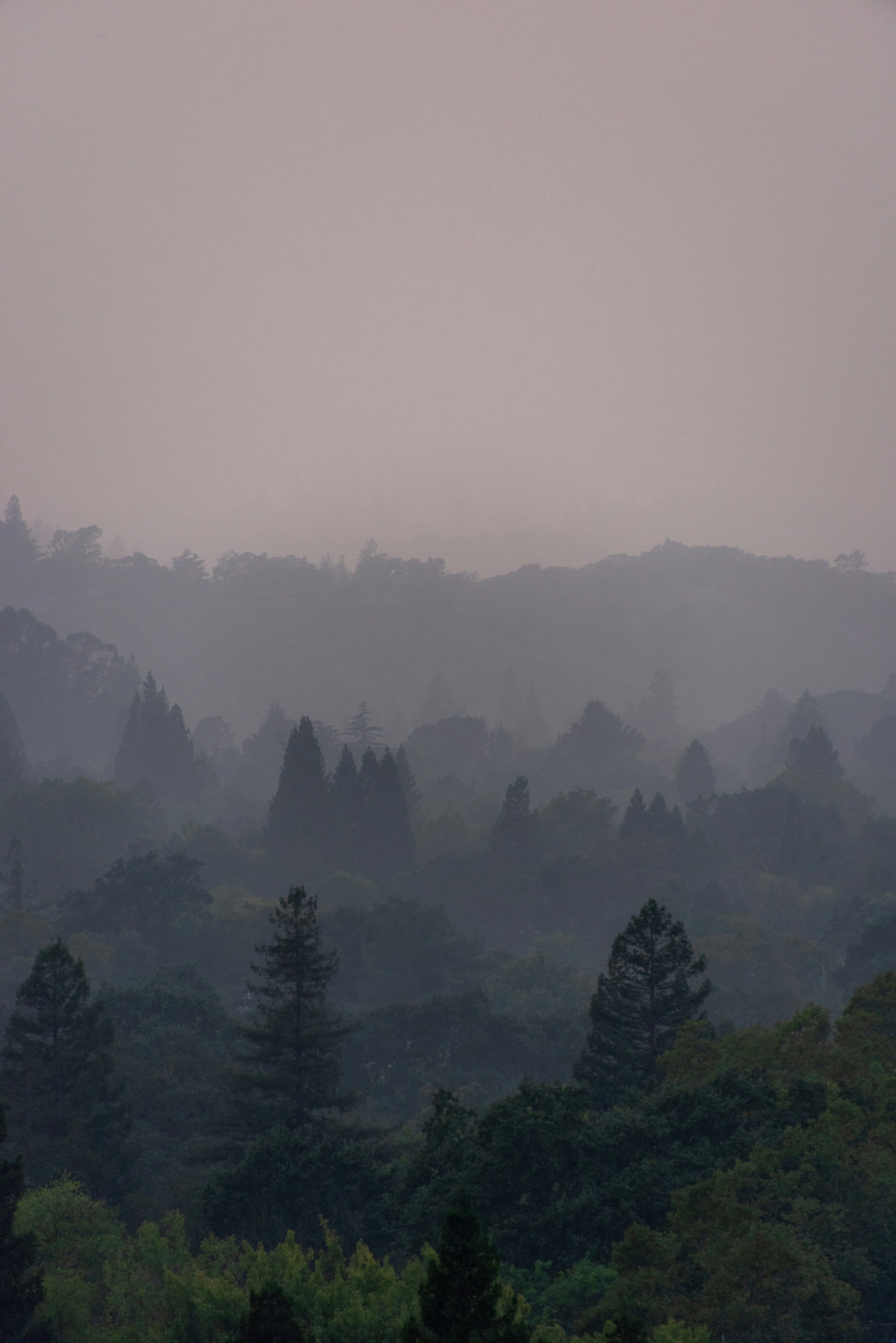 Layered silhouettes of trees fade into the fog, creating a serene, atmospheric landscape. The muted colors evoke a sense of tranquility.