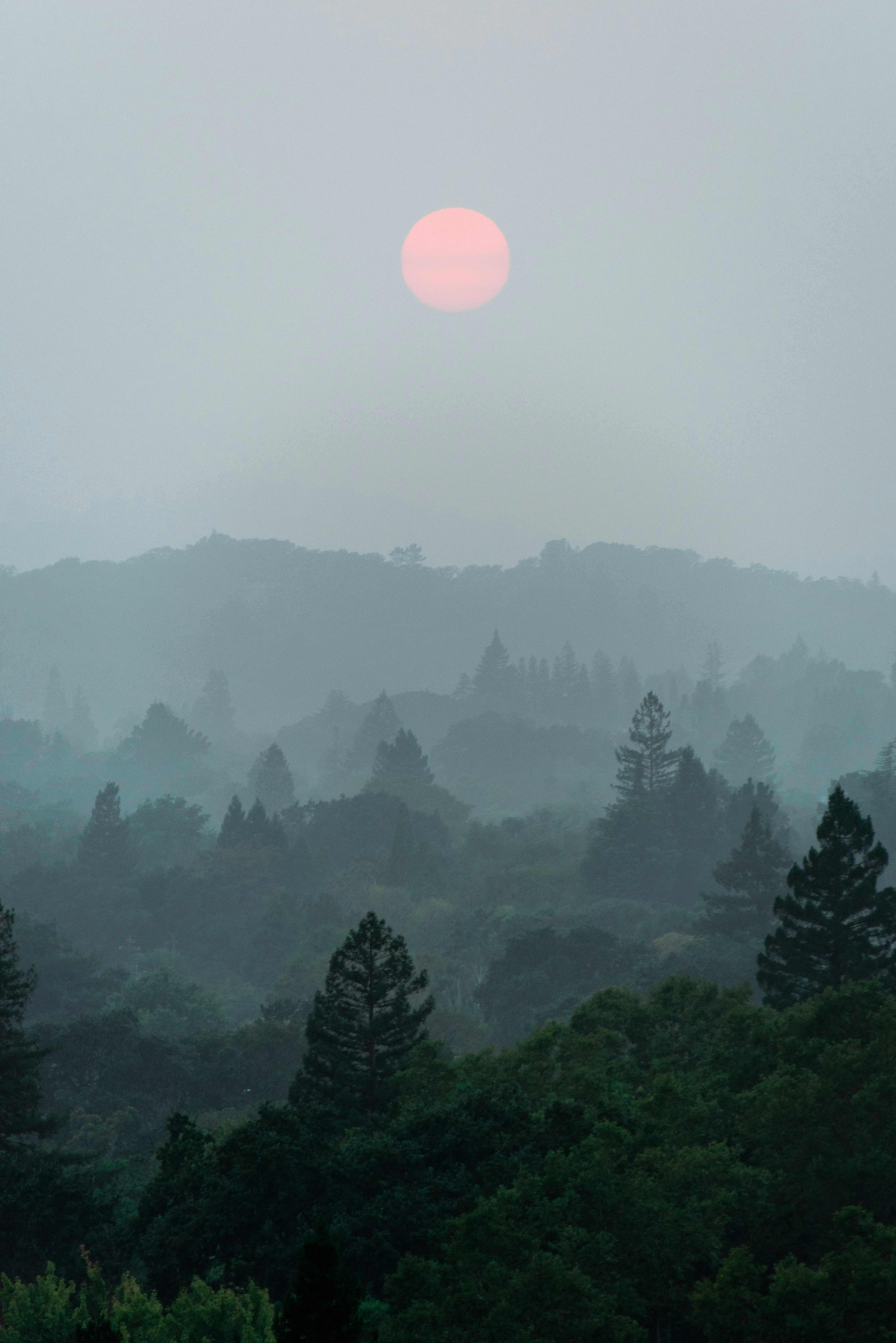 Dawn's Pink Orb Over a Mist-Laden Forest Ridge