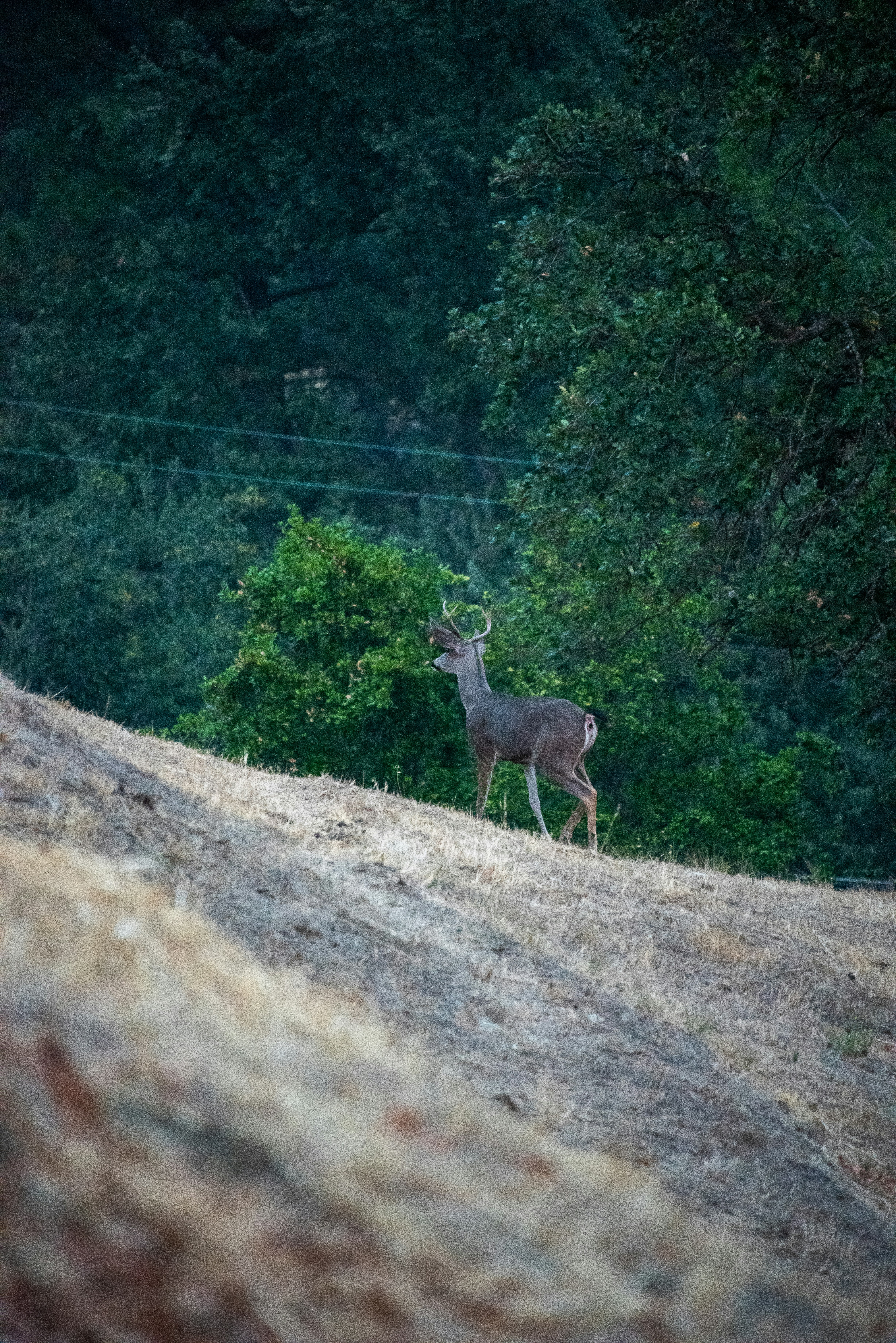 Gray deer on brown grass field during daytime photo – Free Grey Image ...