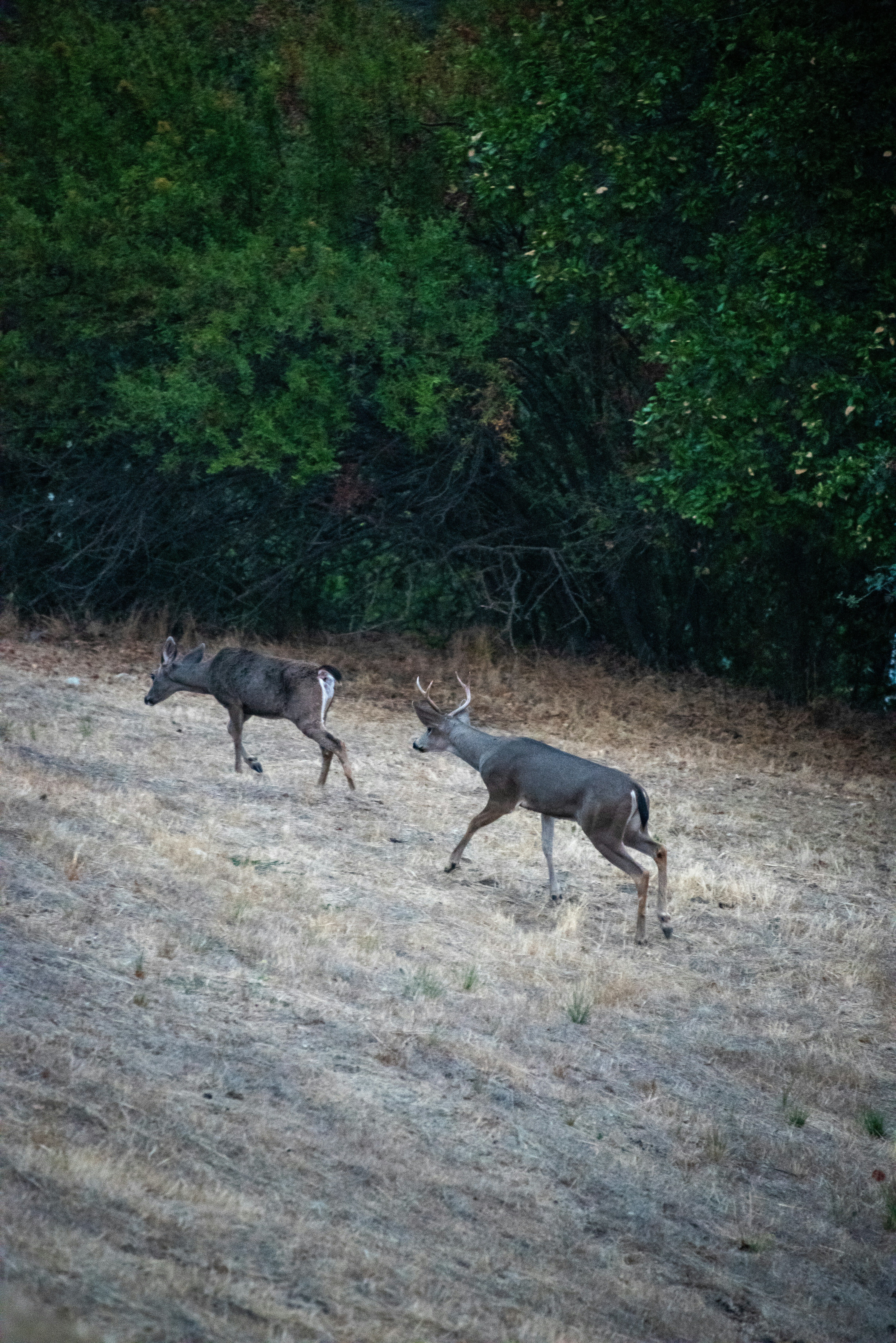 Sprint at the Woodland Edge: Two Deer Bound Across a Sunlit Clearing